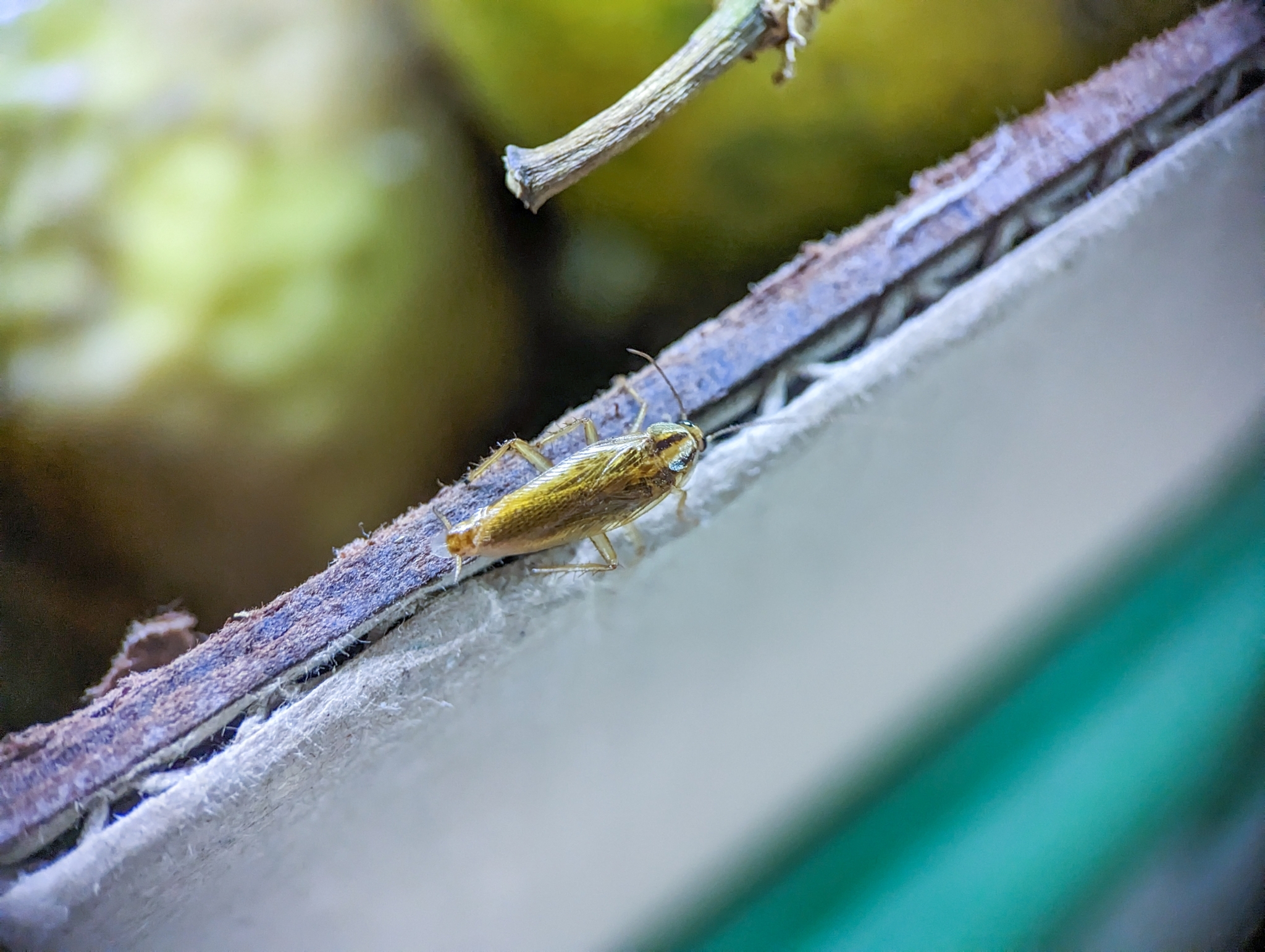 Blattella germanica (Linnaeus, 1767)