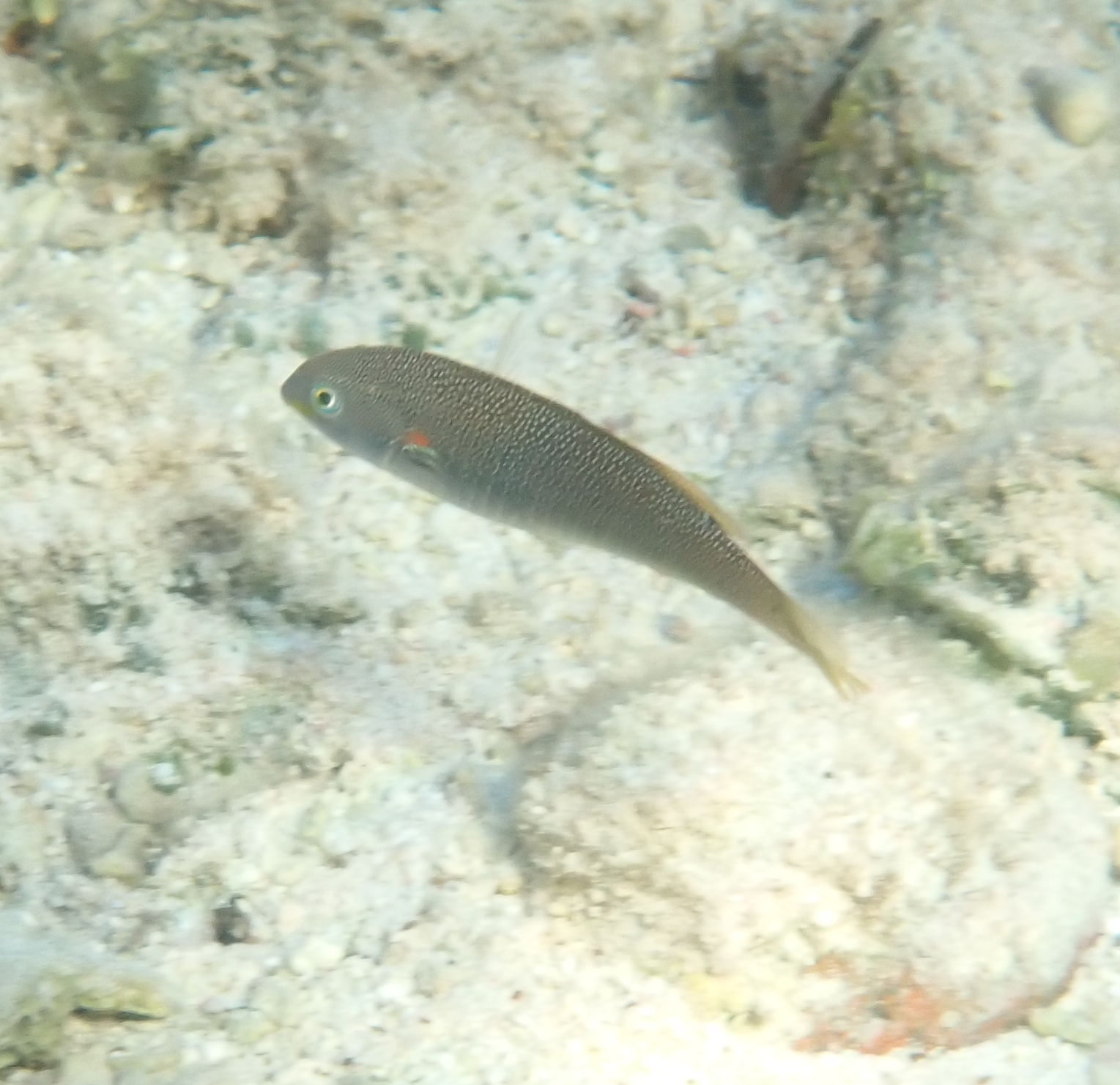 Stethojulis albovittata (Bonnaterre, 1788)