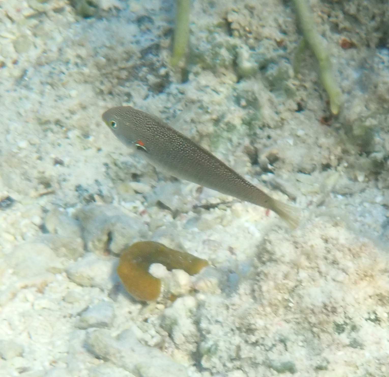 Stethojulis albovittata (Bonnaterre, 1788)