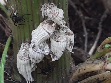 Icerya purchasi Maskell, 1879