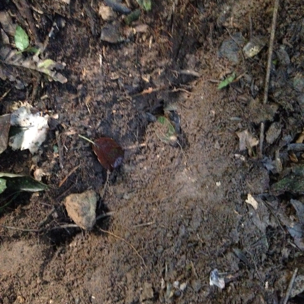 Giant Ground Pangolin in October 2015 by congonaturalist. Tracks (where ...