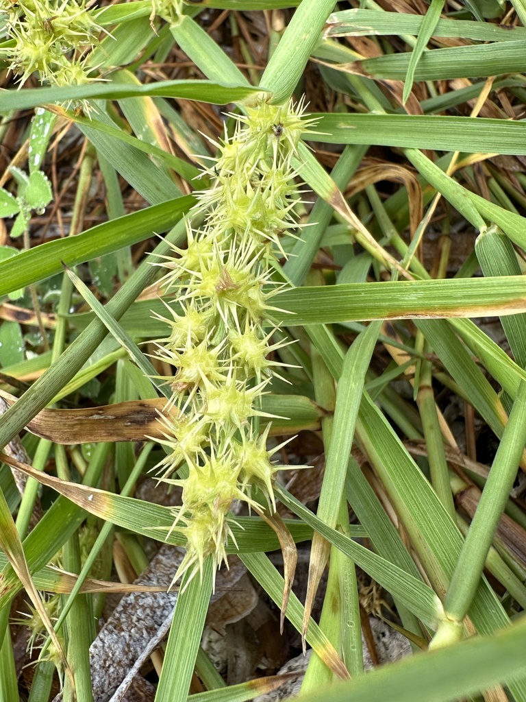 sandburs and fountain grasses from Tulum, Quintana Roo, MX on February ...