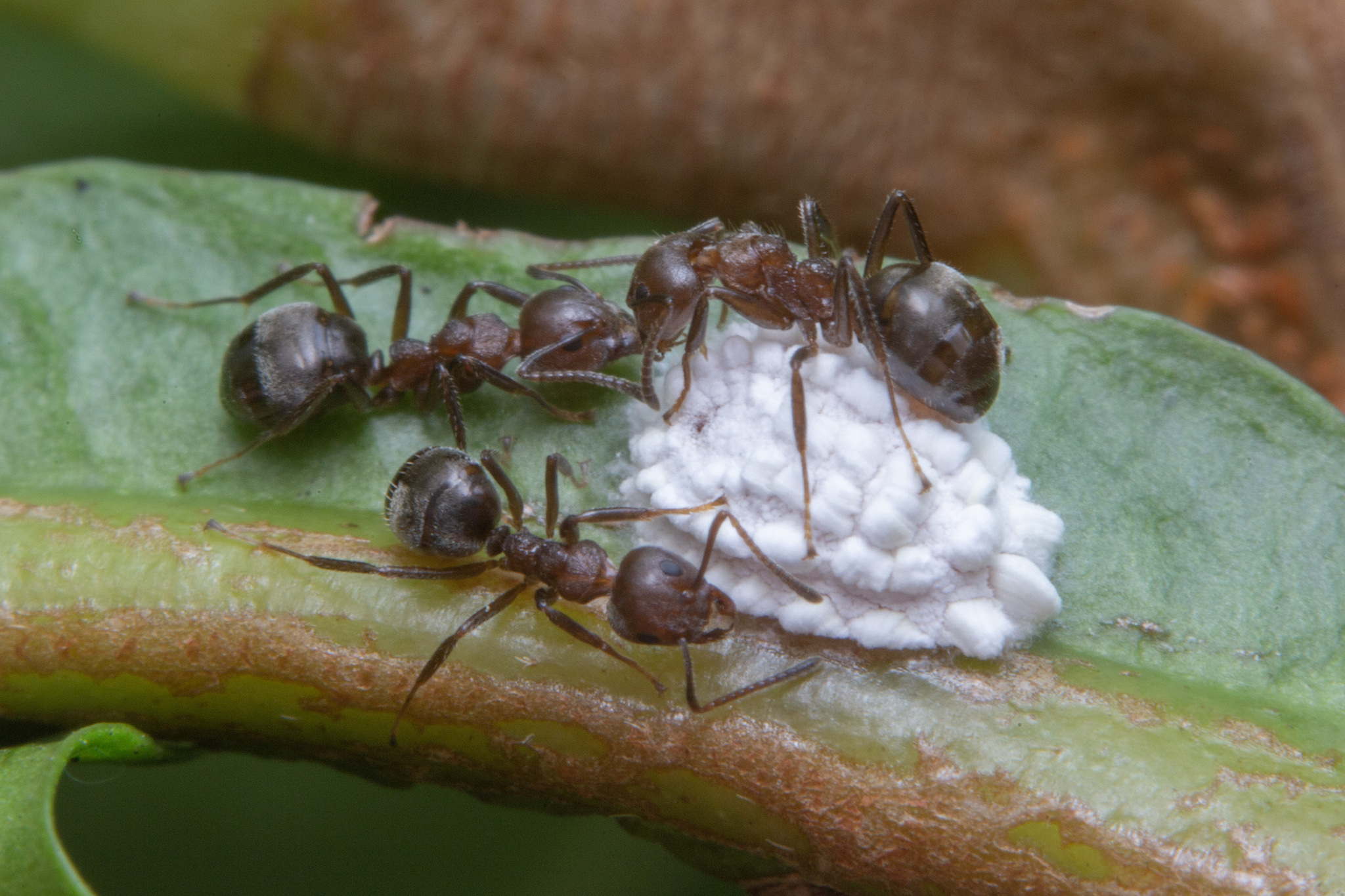 Dolichoderus thoracicus (Smith, 1860)