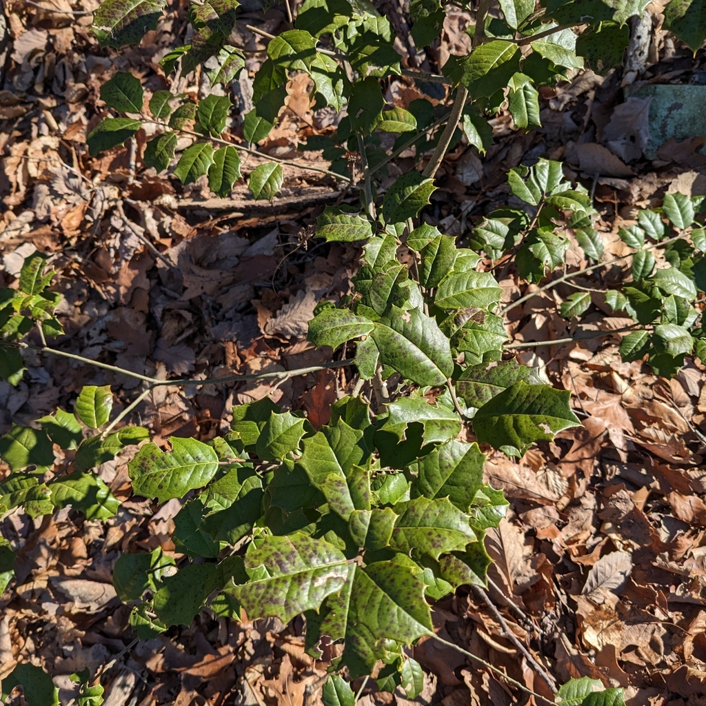 American holly from Dickerson, MD 20842, USA on February 4, 2023 at 01: ...