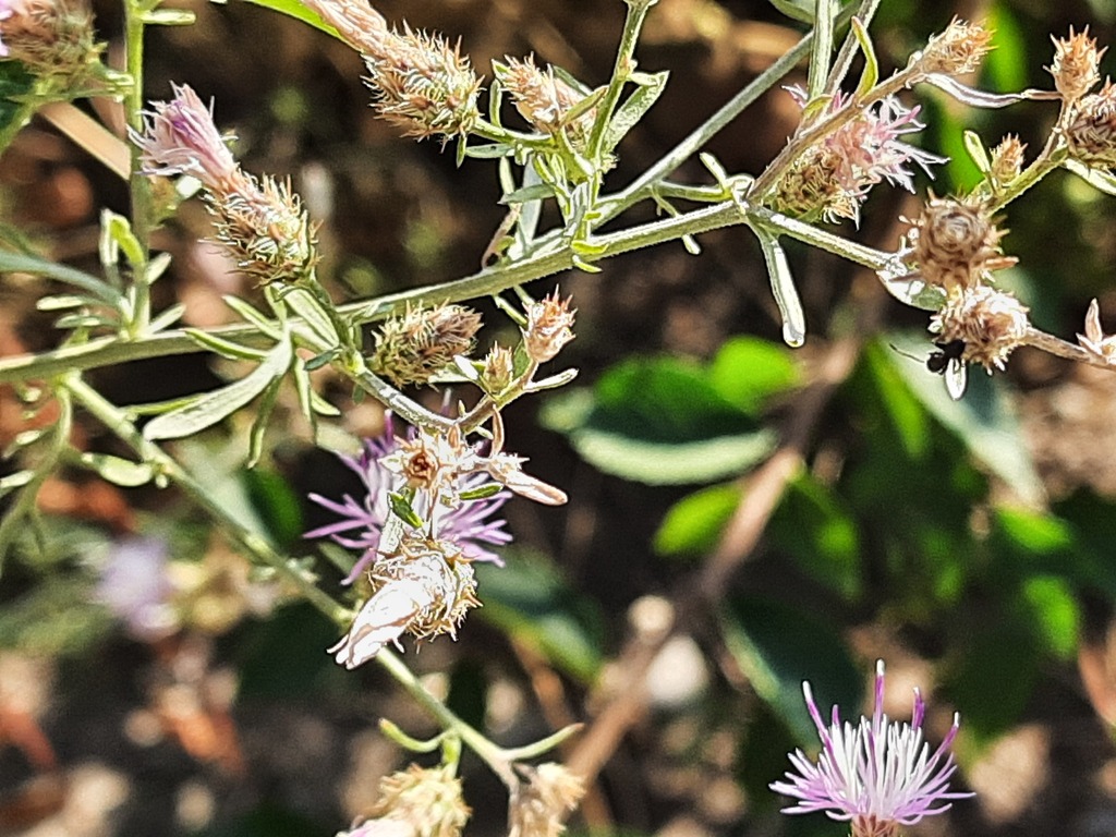 diffuse knapweed from Krasnyy Sulin, Rostov, Russia on July 30, 2022 at ...