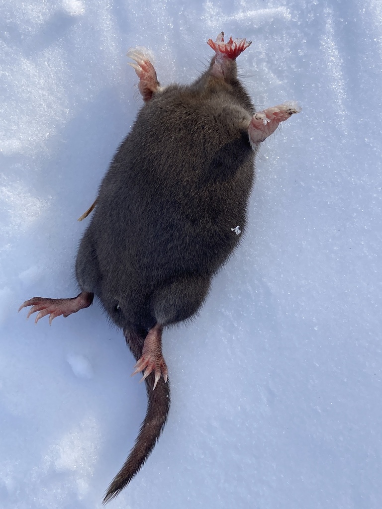 Star-nosed Mole from Sherburne National Wildlife Refuge, Zimmerman, MN ...