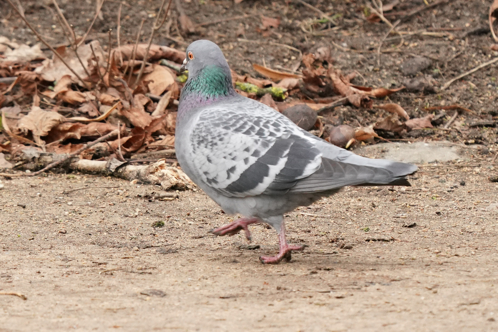 Feral Pigeon from Braunschweig, Niedersachsen, Germany on February 5 ...
