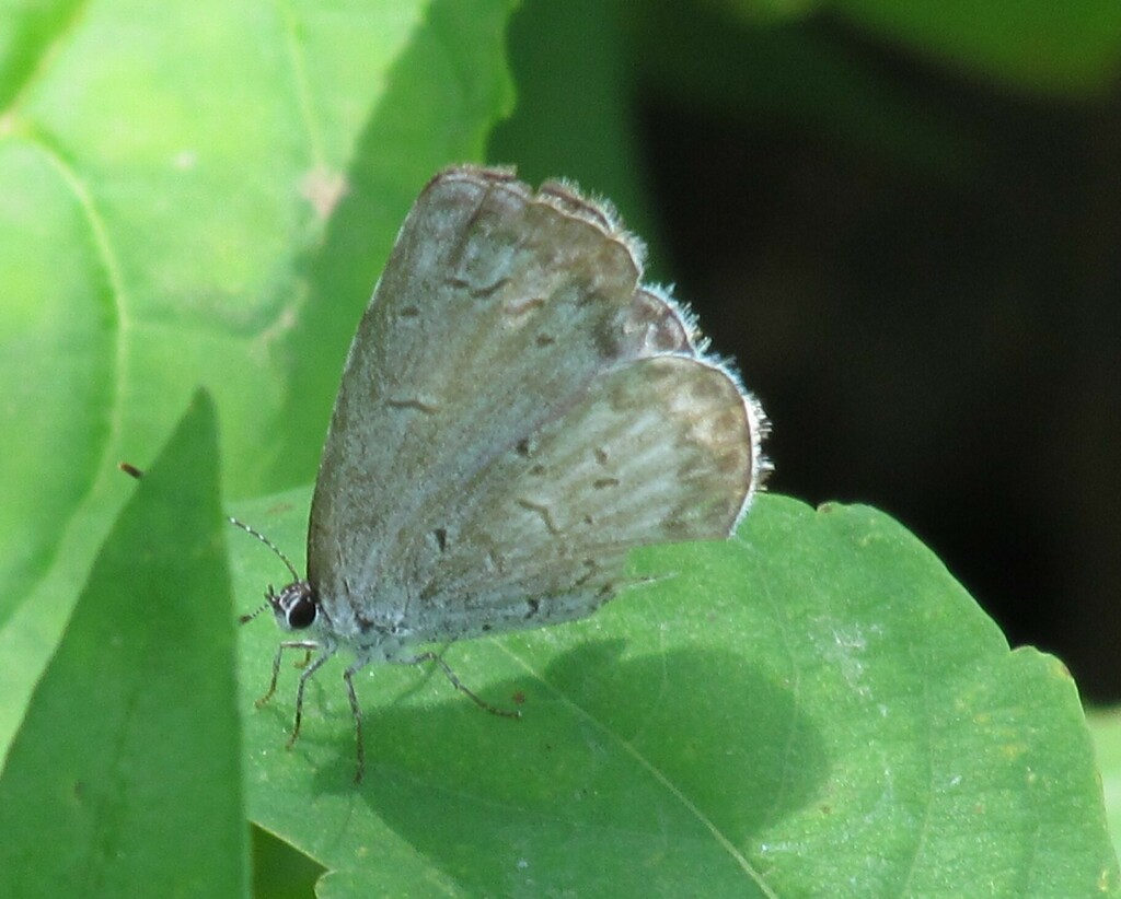 Summer Azure from Chester County, PA, USA on June 22, 2017 at 02:01 PM ...