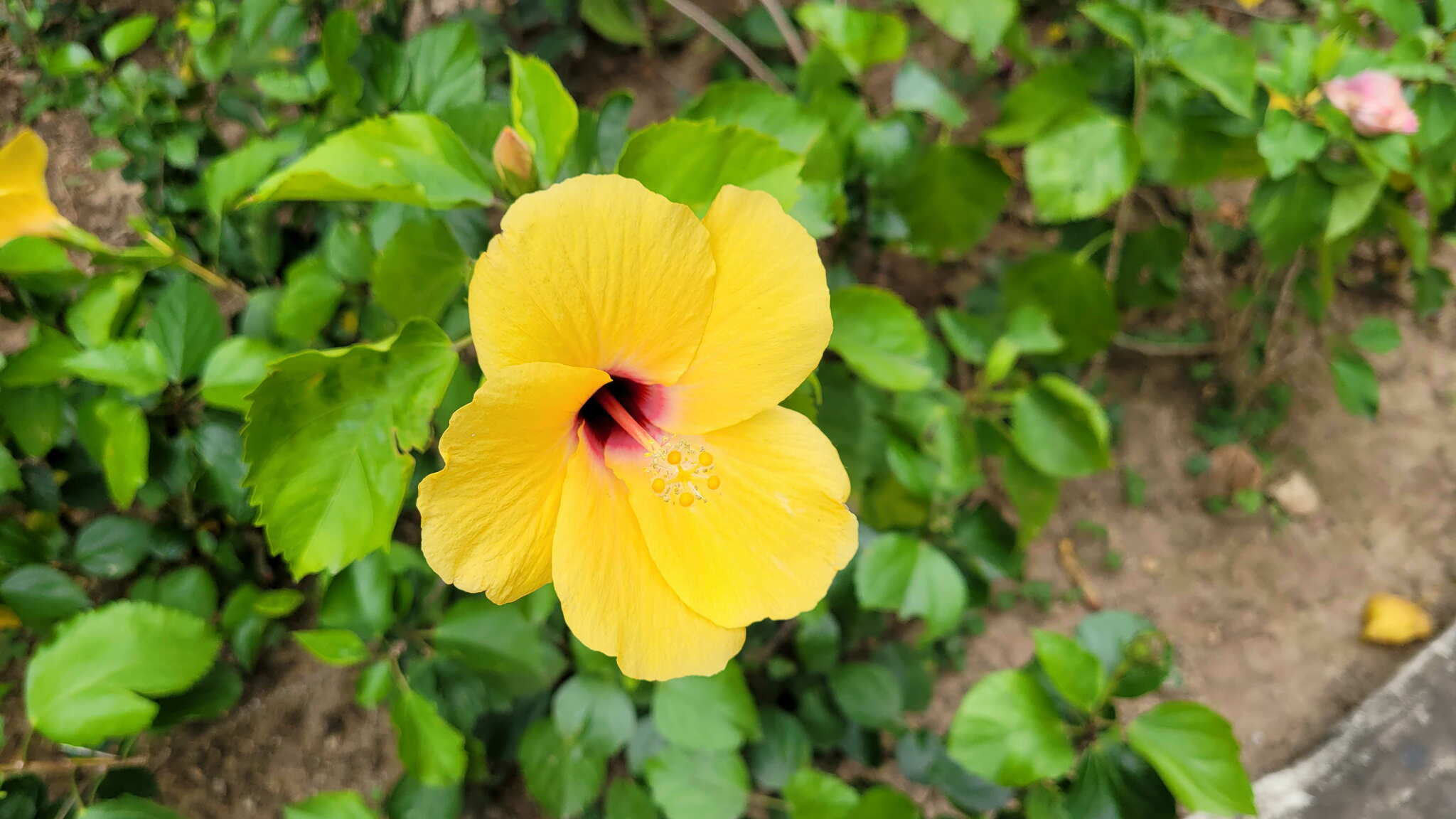 Hibiscus rosa-sinensis L.