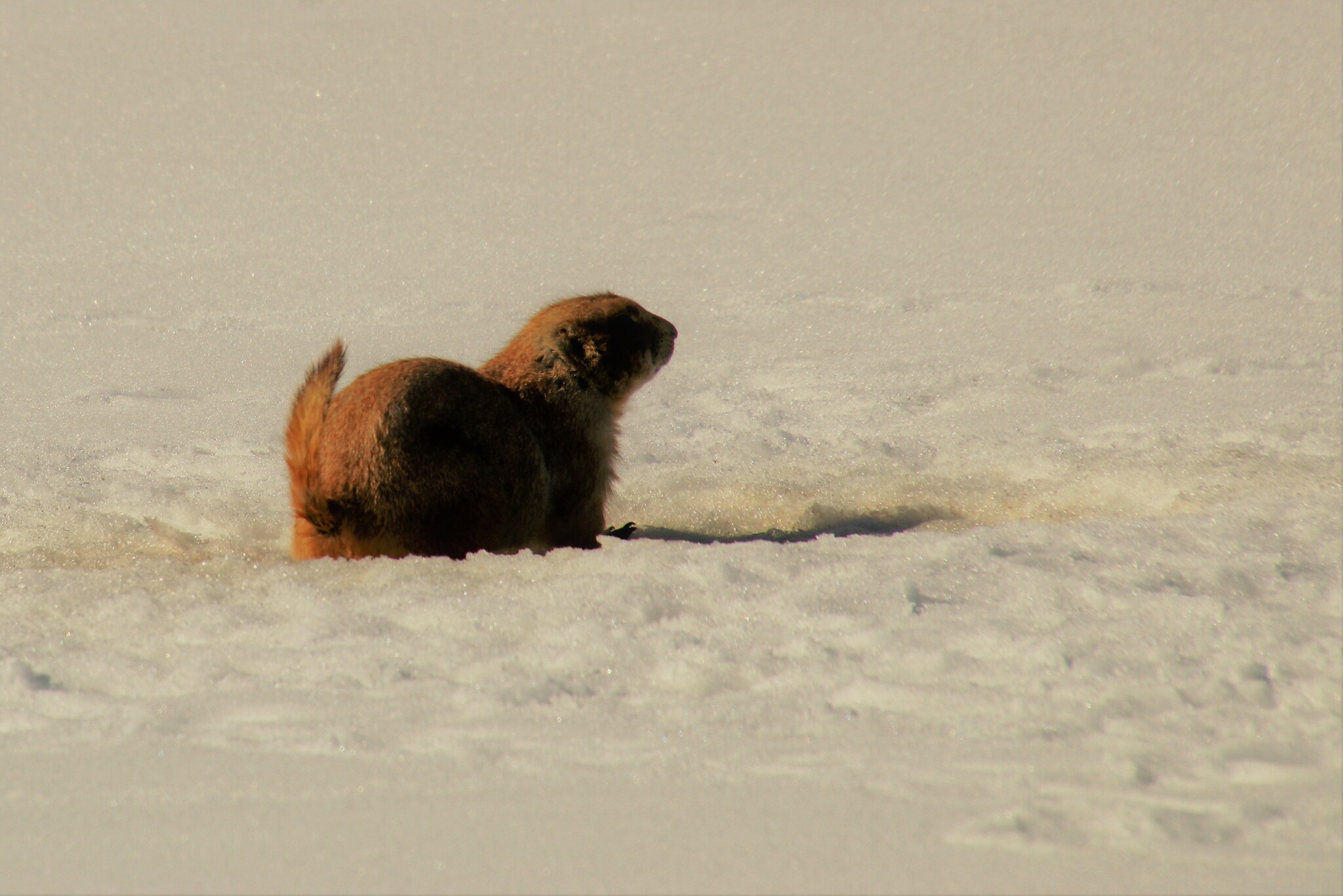 Cynomys ludovicianus (Ord, 1815)