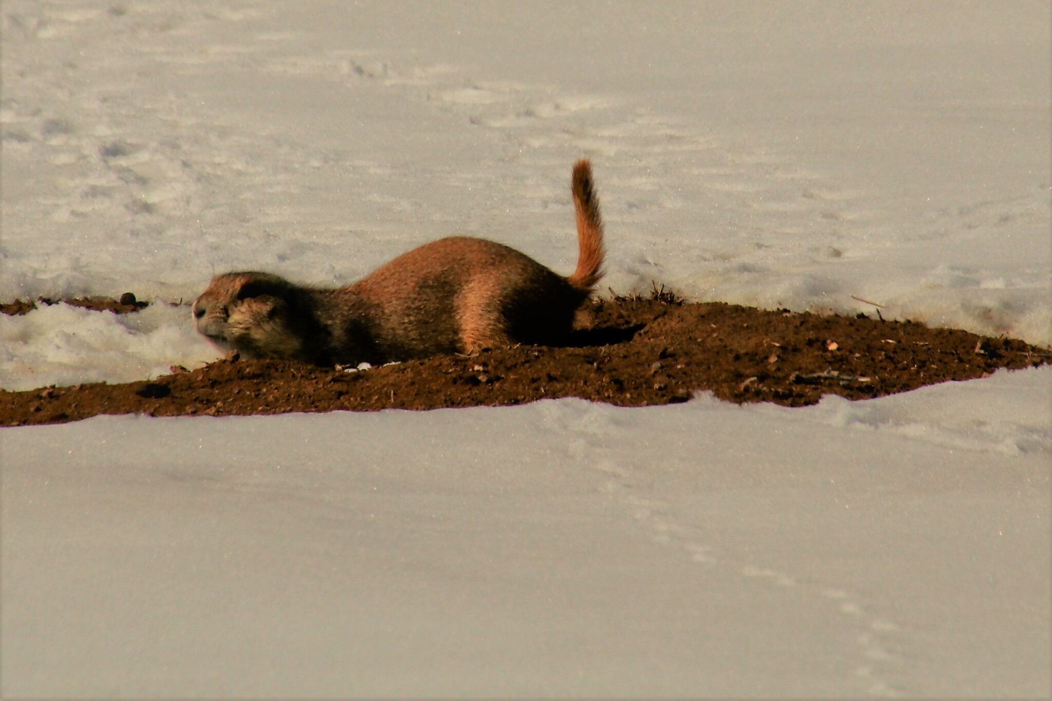 Cynomys ludovicianus (Ord, 1815)