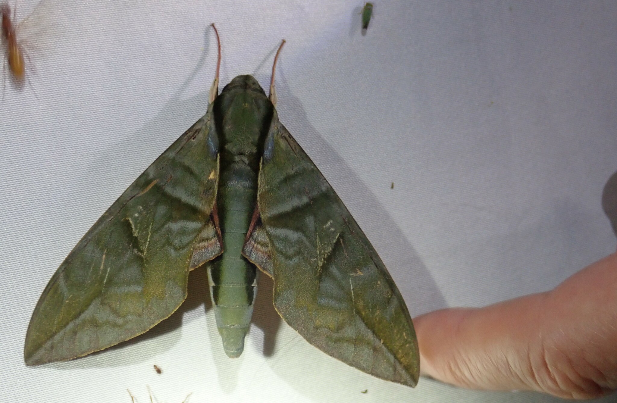 Eumorpha phorbas Cramer, 1775