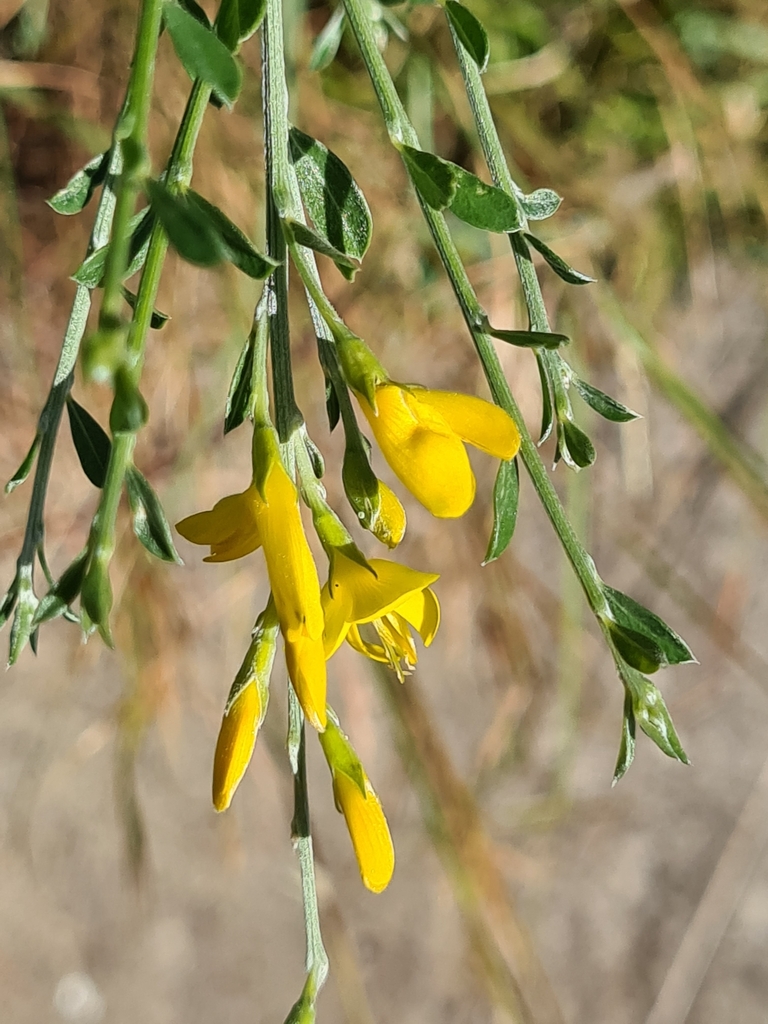 Genista tenera (Madeira Pflanzen Endemiten) · iNaturalist
