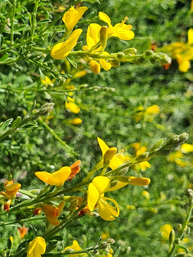Genista tenera (Madeira Pflanzen Endemiten) · iNaturalist