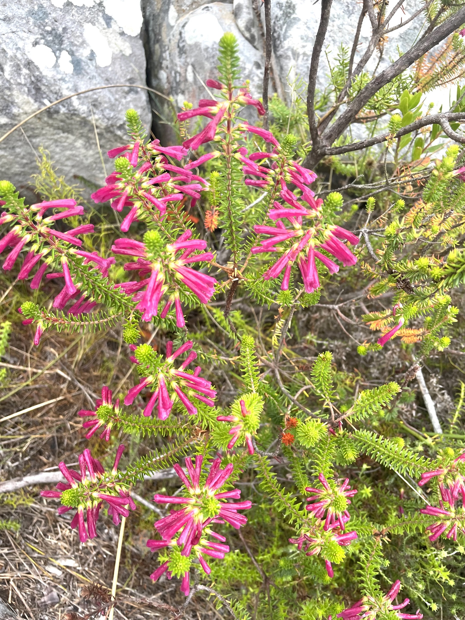 Erica abietina L.