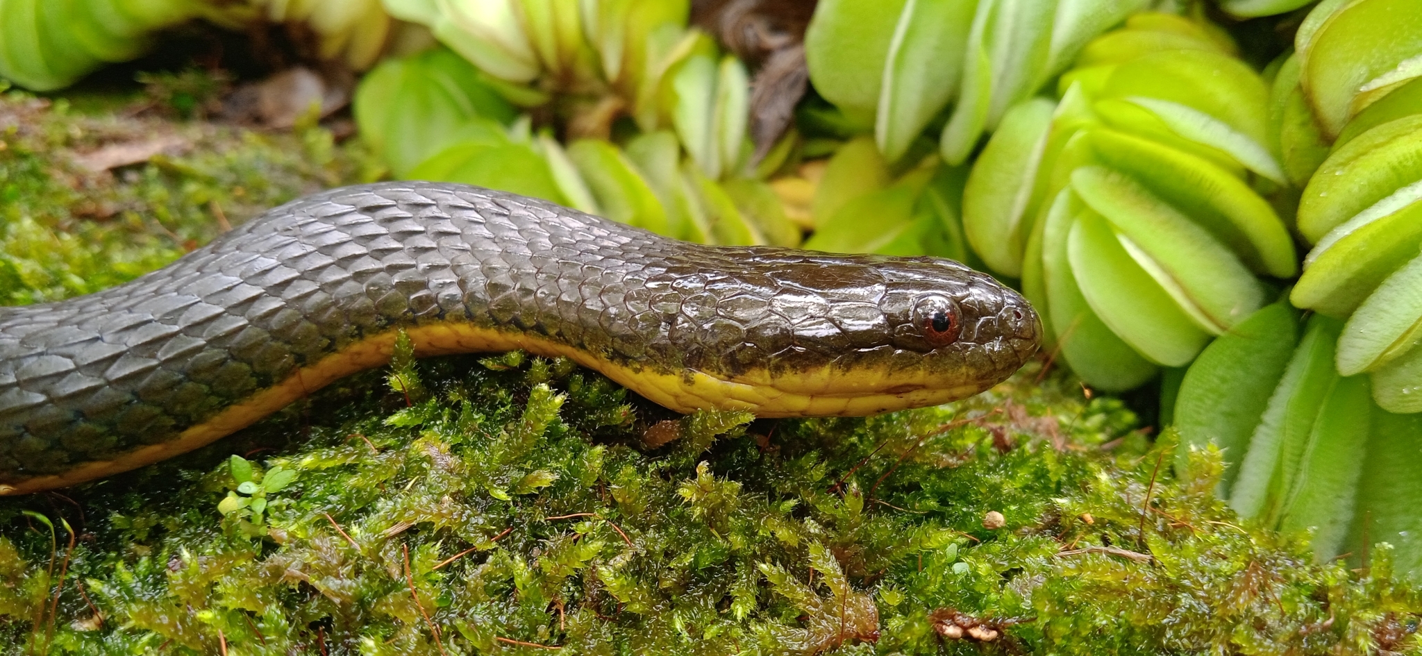 Helicops carinicaudus (Wied-Neuwied, 1824)