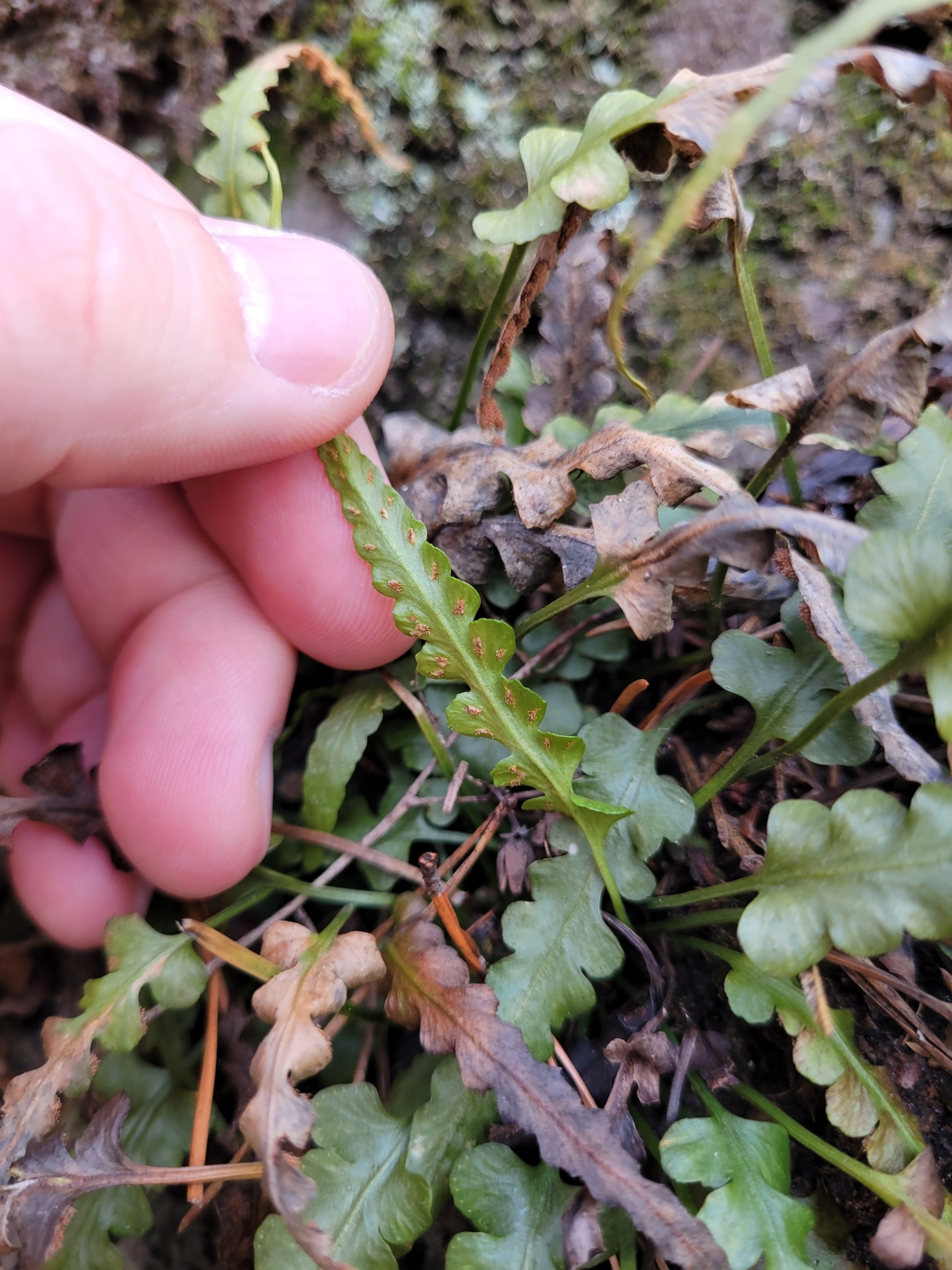 Asplenium pinnatifidum Nutt.