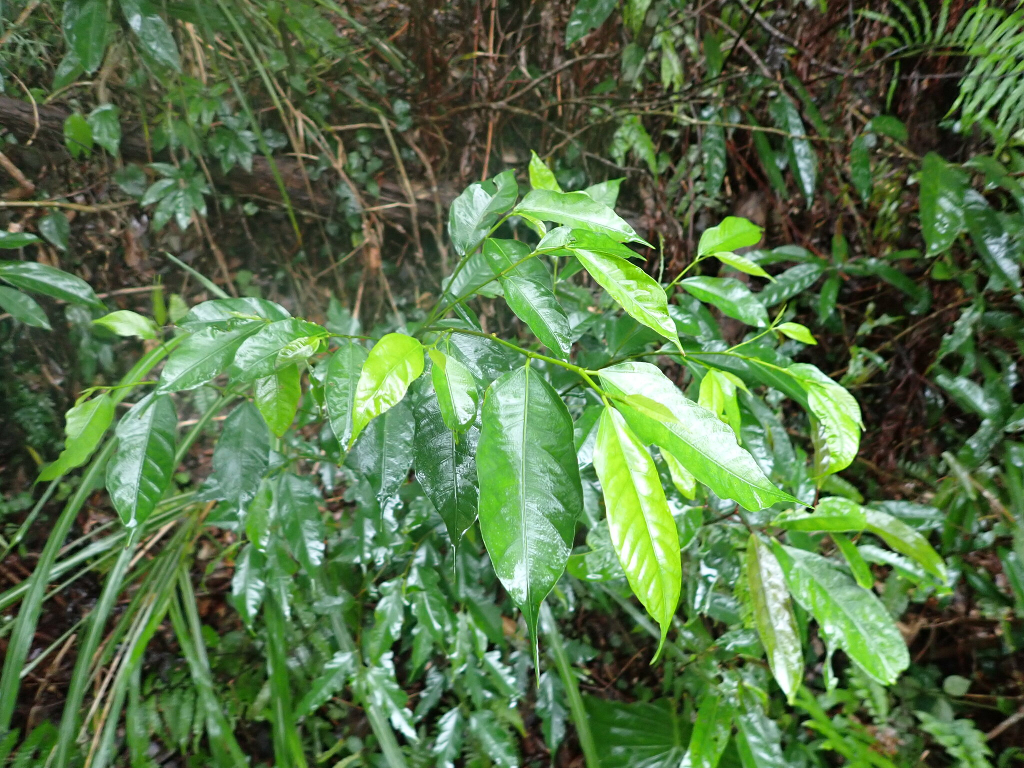 Ficus ampelos Burm.f.