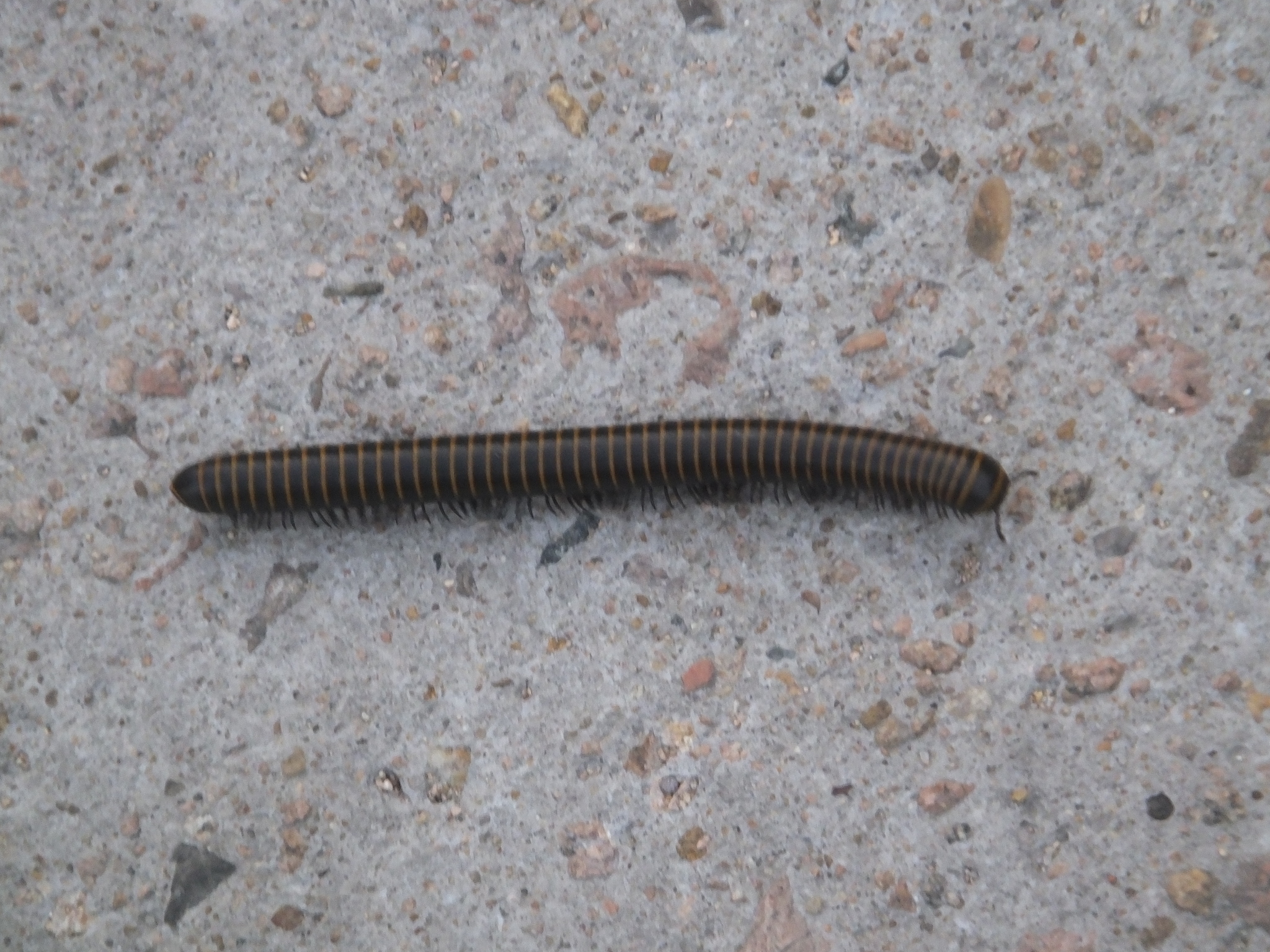 Spirobolus bungii Brandt, 1833