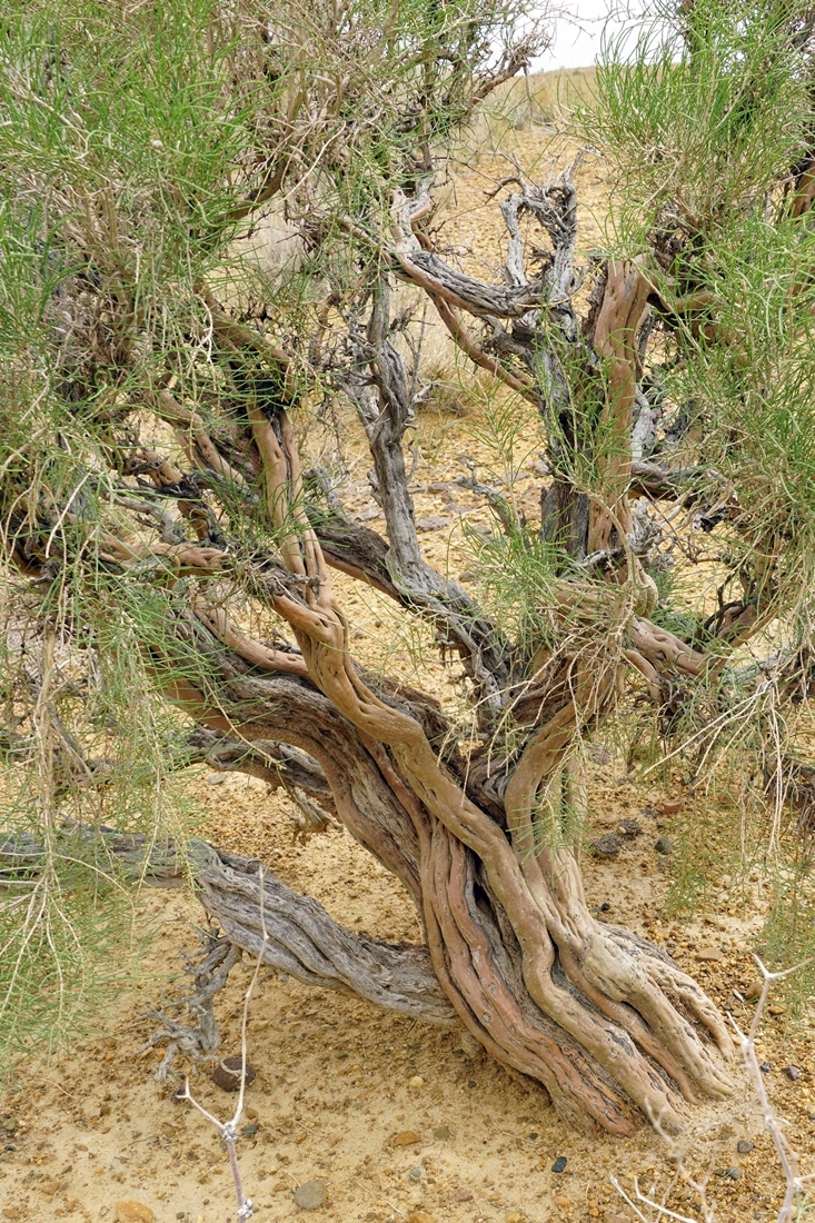 Haloxylon ammodendron (C.A.Mey.) Bunge ex Fenzl