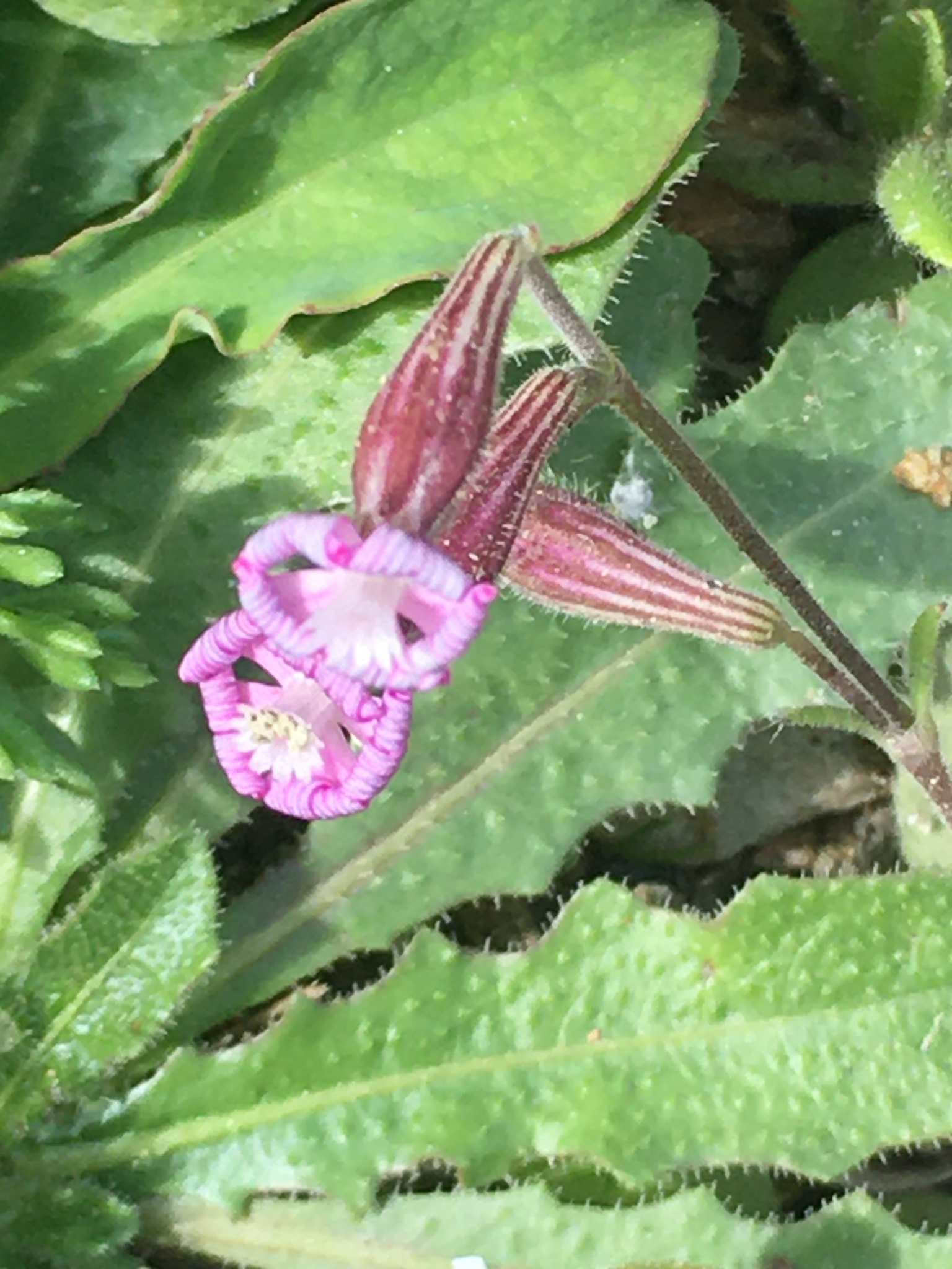 Silene colorata Poir.