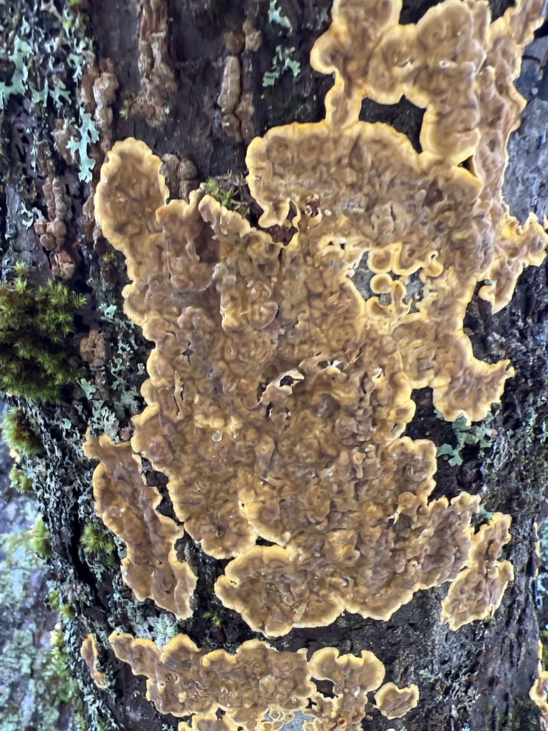 Stereum from Annapolis, NS, CA on January 30, 2023 at 02:01 PM by Lisa ...