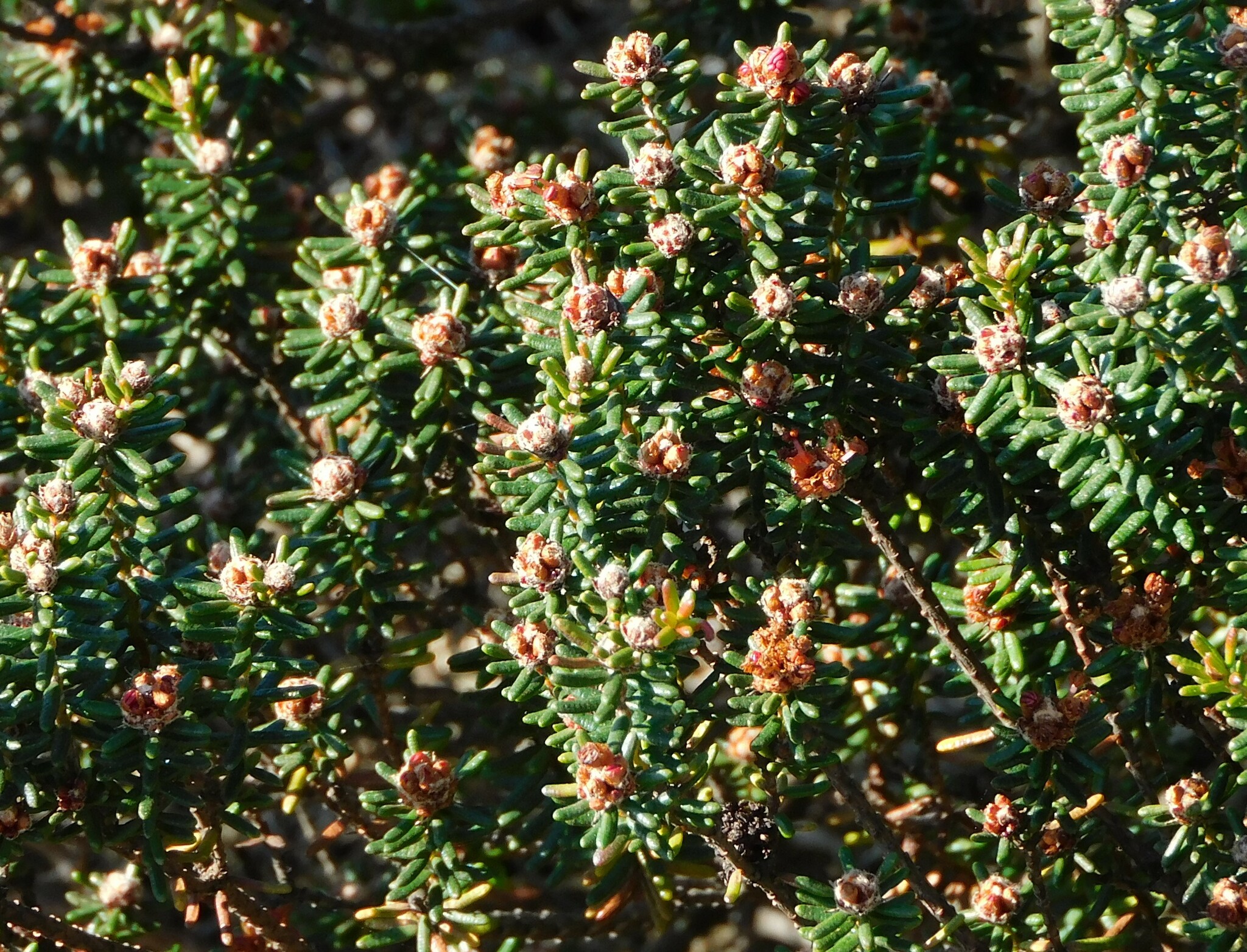 Corema album (L.) D.Don