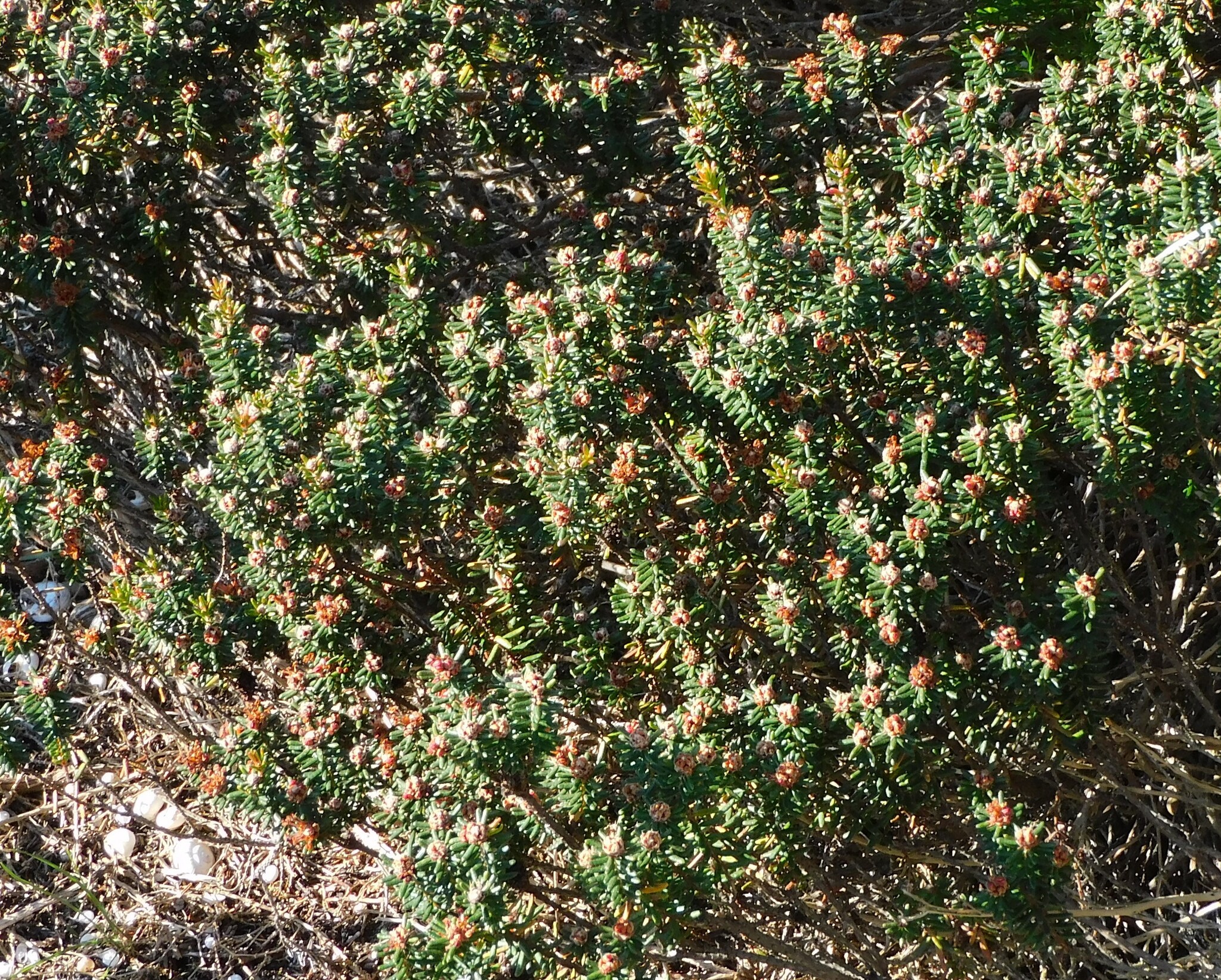 Corema album (L.) D.Don