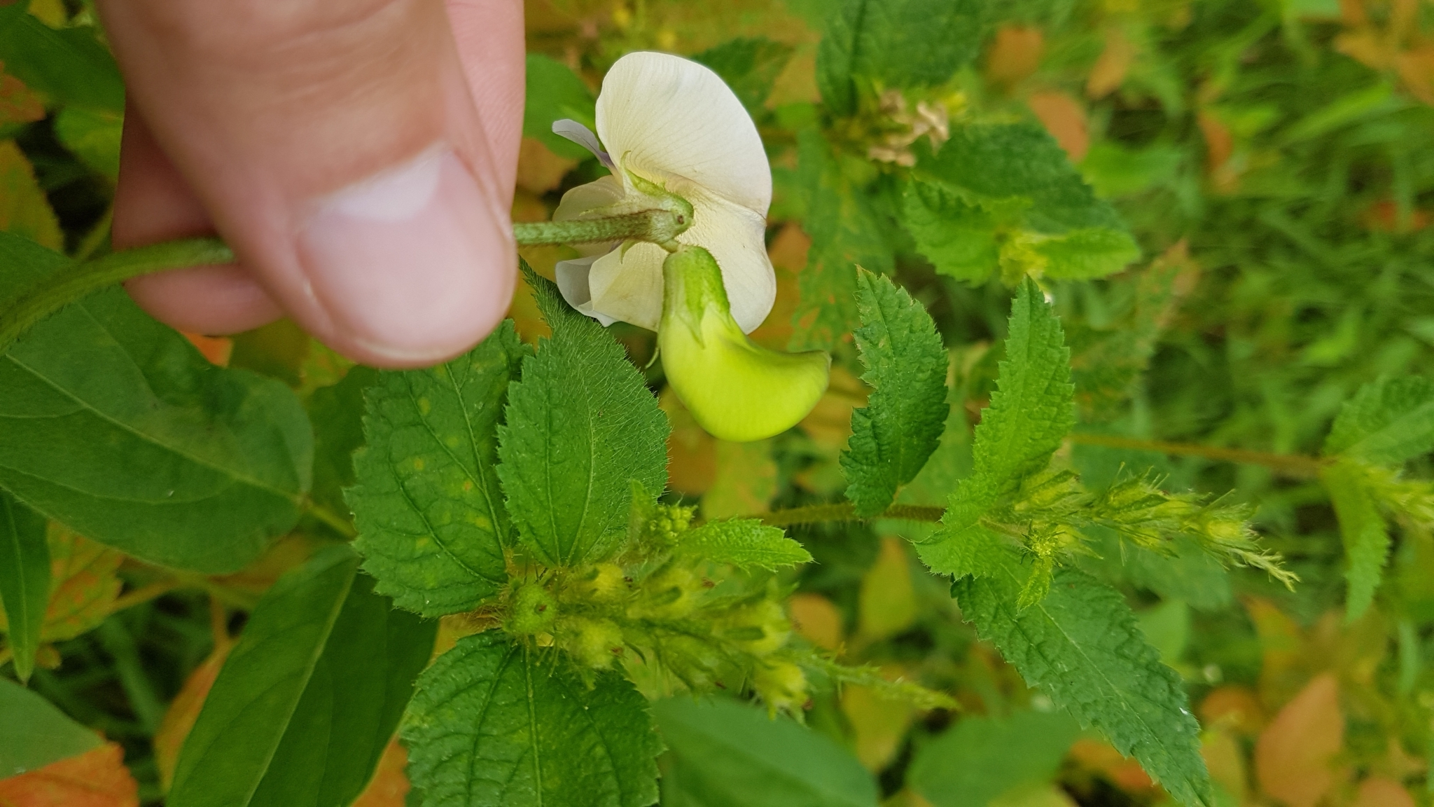 Vigna vexillata (L.) A.Rich.