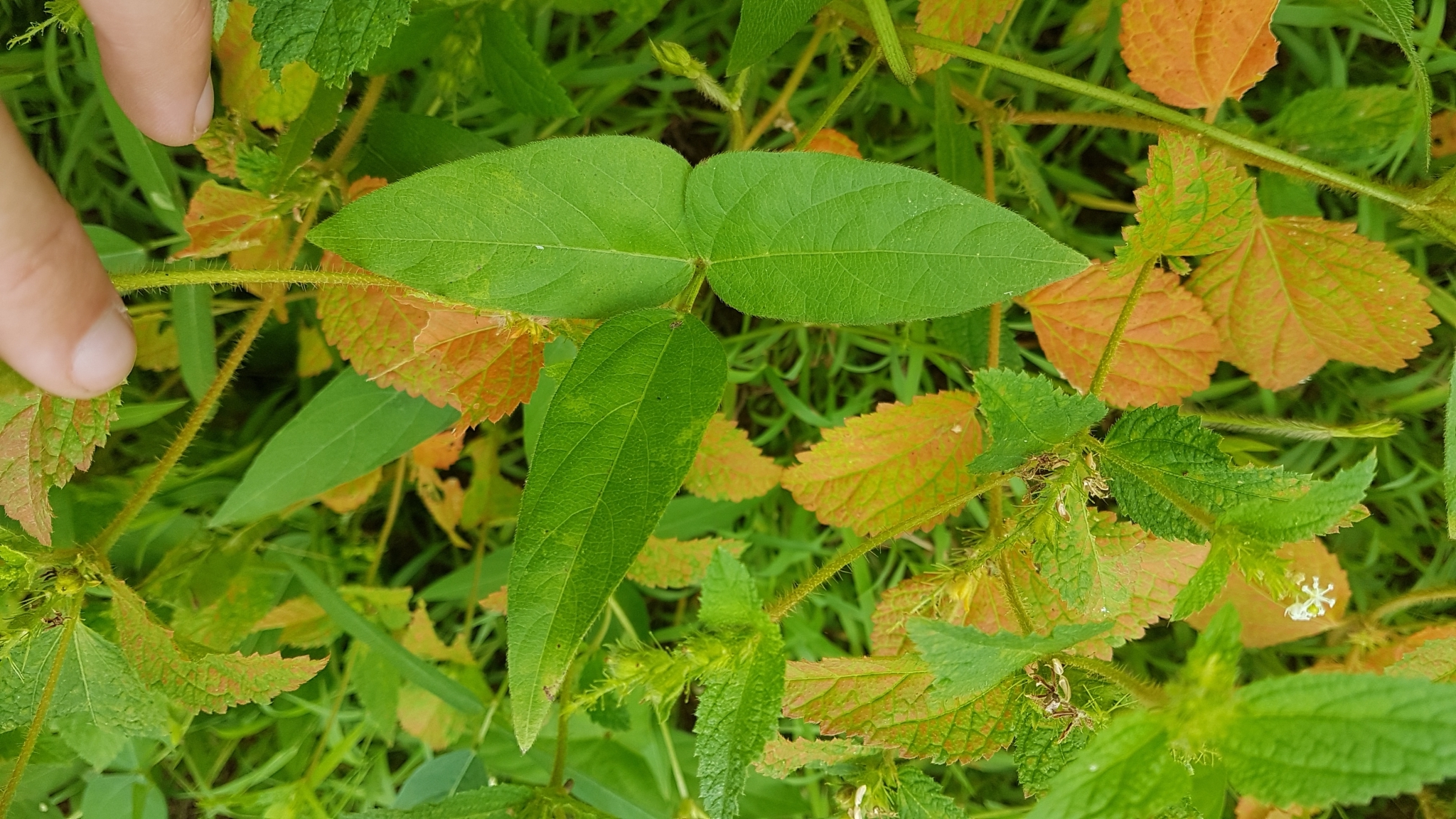 Vigna vexillata (L.) A.Rich.