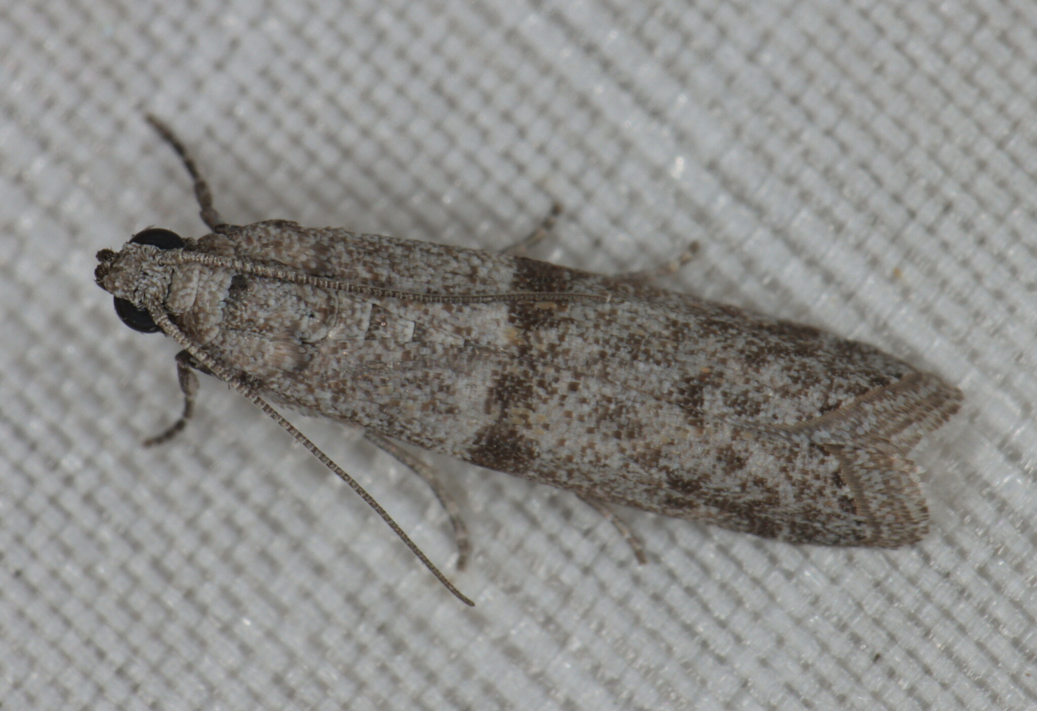 Cadra cautella (Walker, 1863)