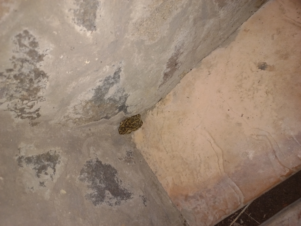 Karoo Toad from VGW3+VPC, Lejone, Lesotho on February 01, 2023 at 09:21 ...