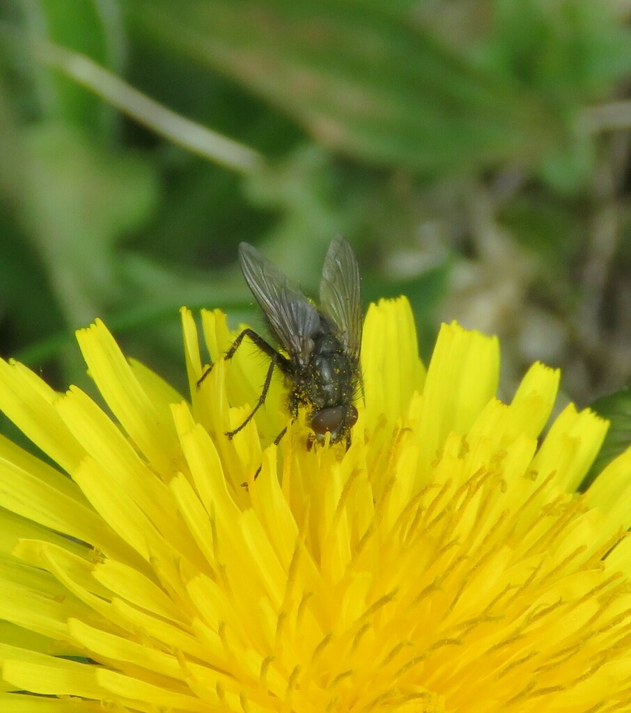 Calyptrate Flies from 431 E Rd, Milton, VT 05468, USA on May 10, 2021 ...