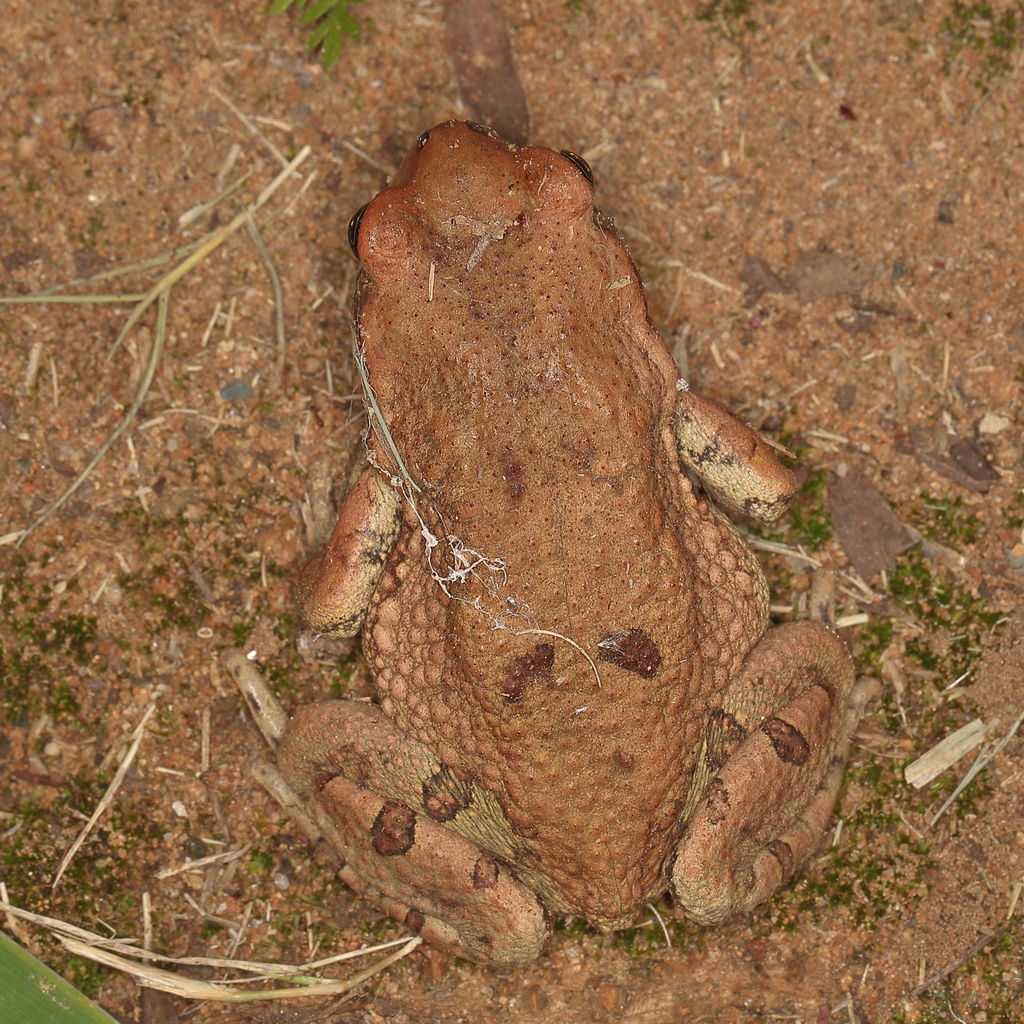 African Red Toad from Jordaanpark, Heidelberg - GP, 1441, South Africa ...
