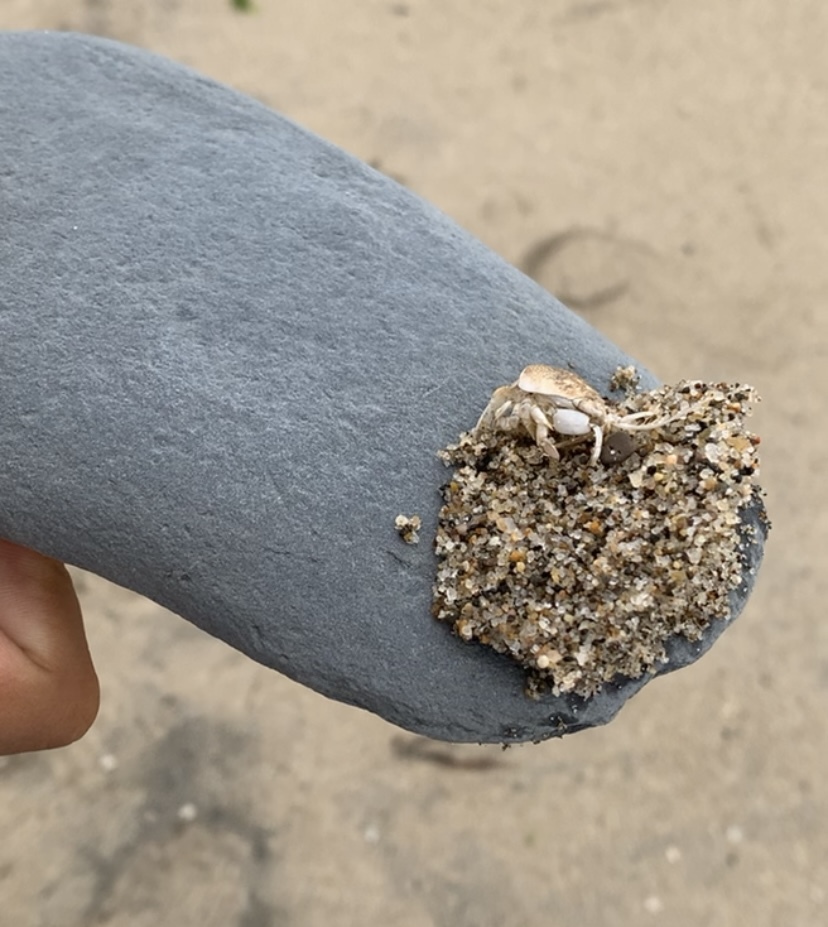 Emerita analoga (Stimpson, 1857)