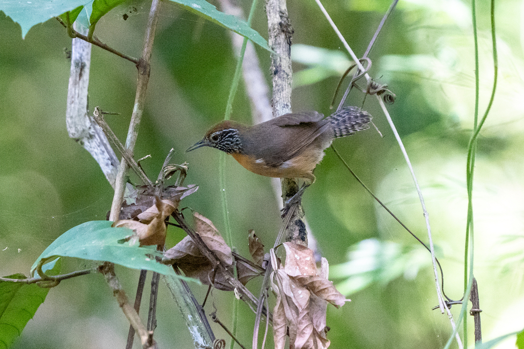 Rufous-breasted Wren from Panamá on February 5, 2023 at 10:15 AM by ...
