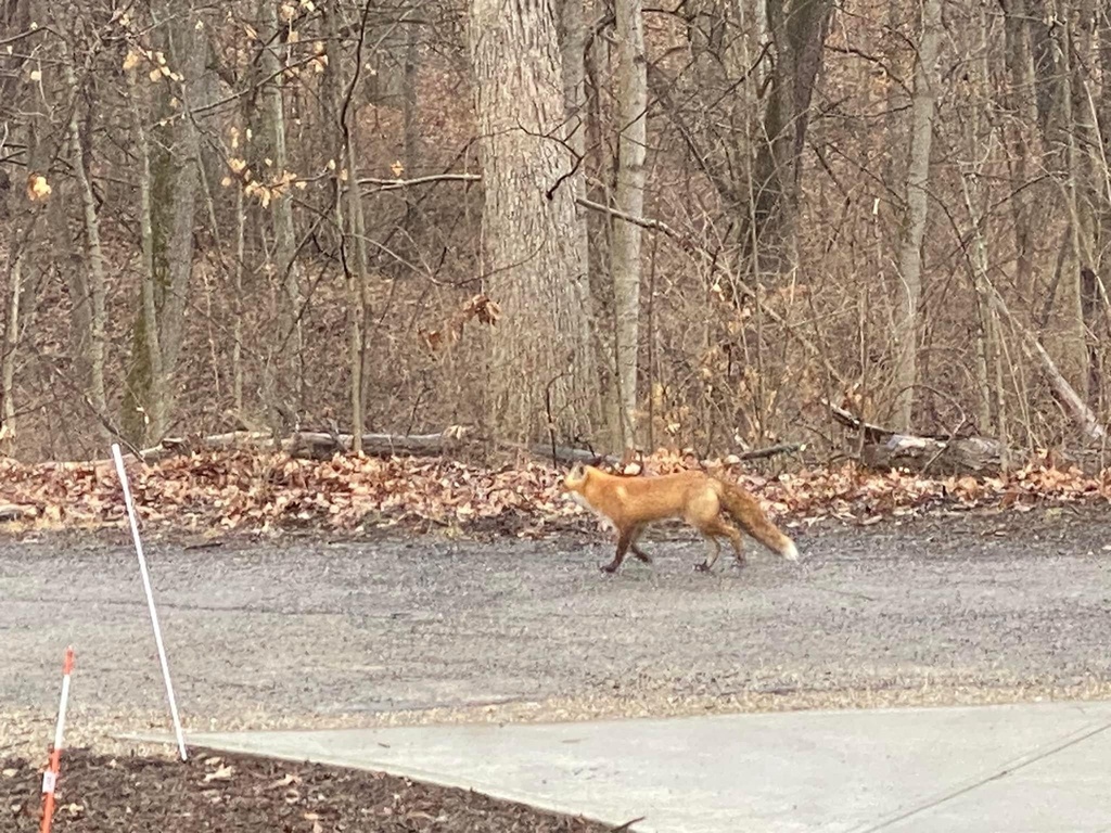 Red Fox from Brinton Trail, Evendale, OH, US on January 30, 2023 at 07: ...