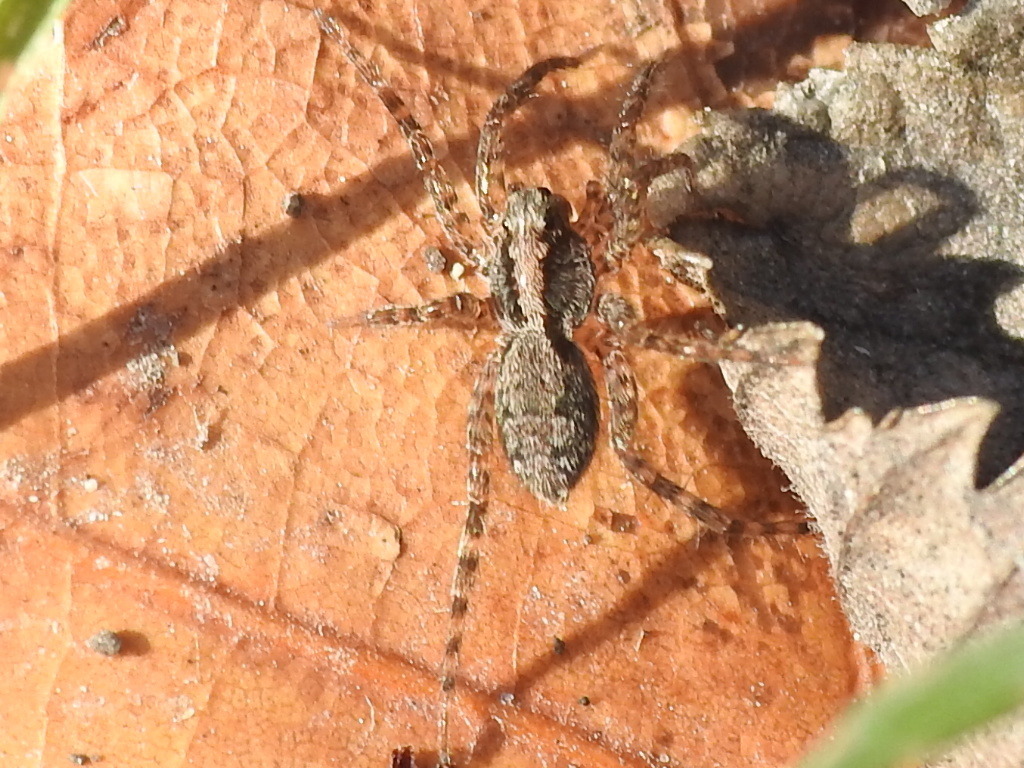 Shore Spider from North Arlington, Arlington, TX, USA on February 05 ...
