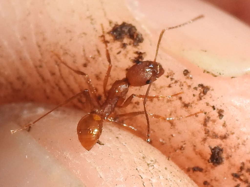 Texas Collared Ant from North Arlington, Arlington, TX, USA on February ...