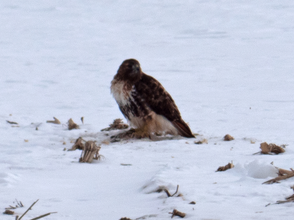 Eastern Red-tailed Hawk from Creek Rd, Clarendon, VT, USA on February ...
