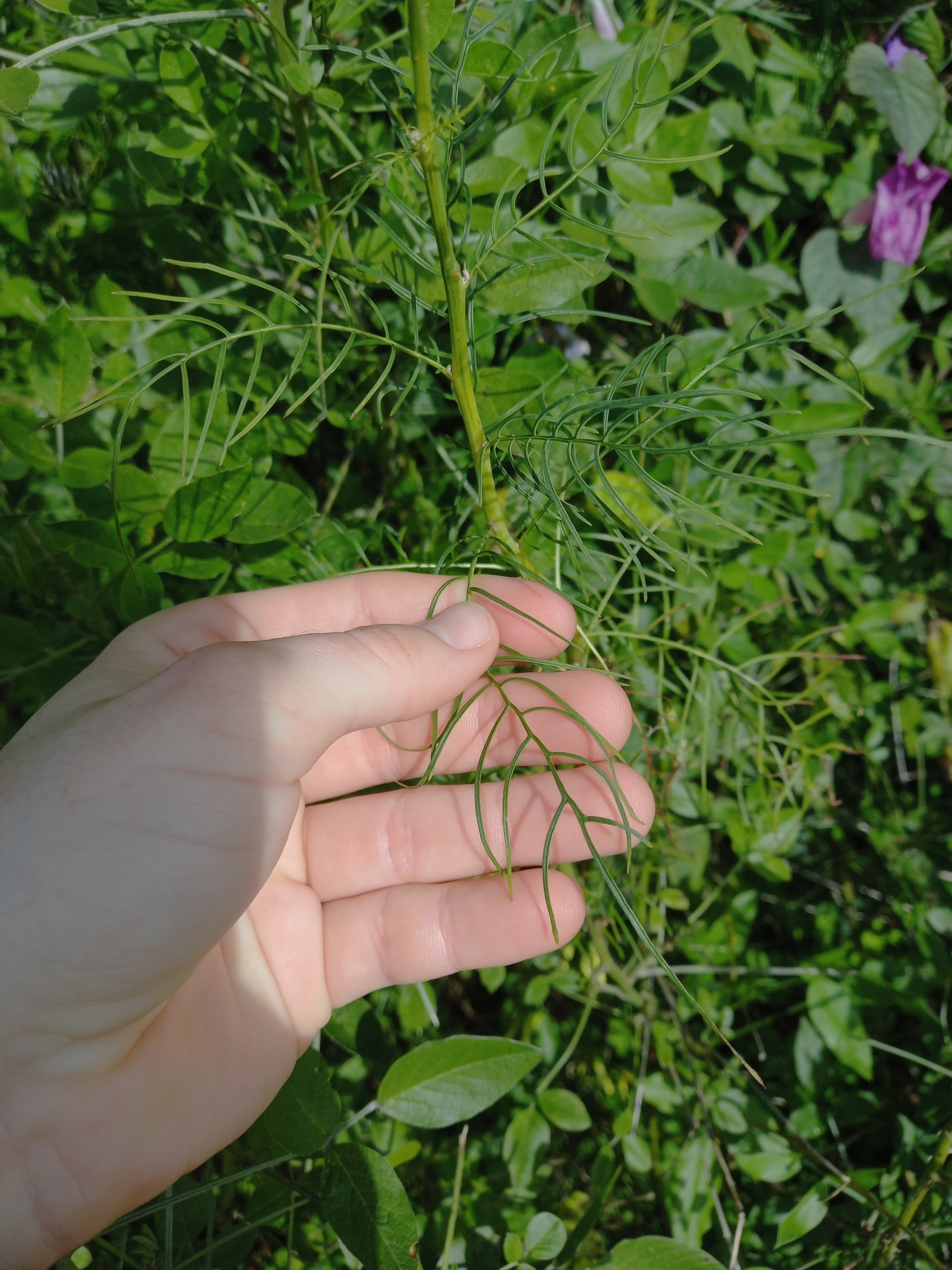 Sonchus leptocephalus Cass.
