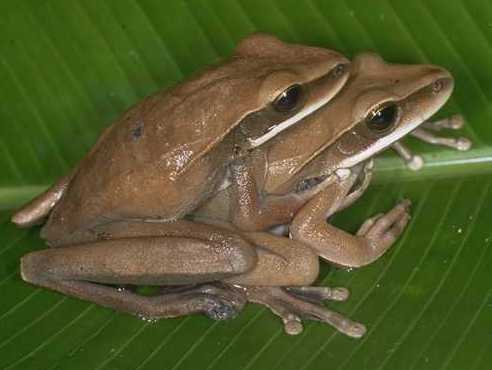 Basin Tree Frog from Kosnipata, Peru on March 10, 1999 by acatenazzi ...
