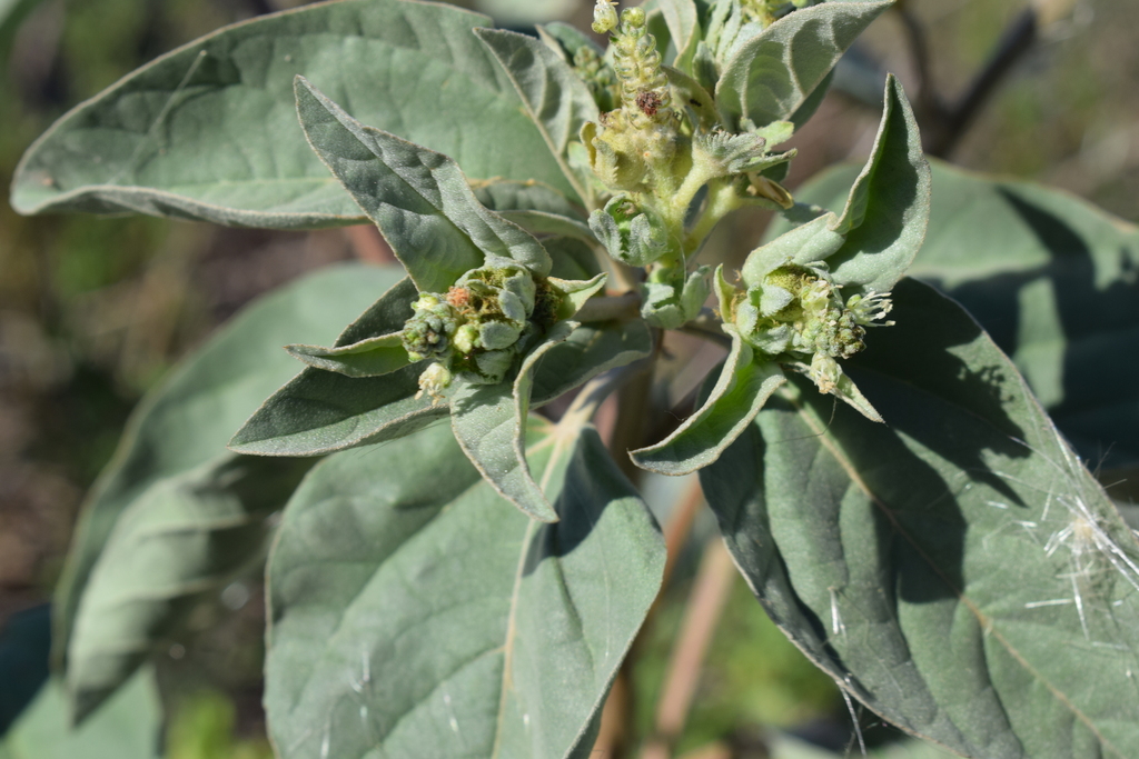 silver July croton from Las Colonias, Santa Fe, Argentina on February ...