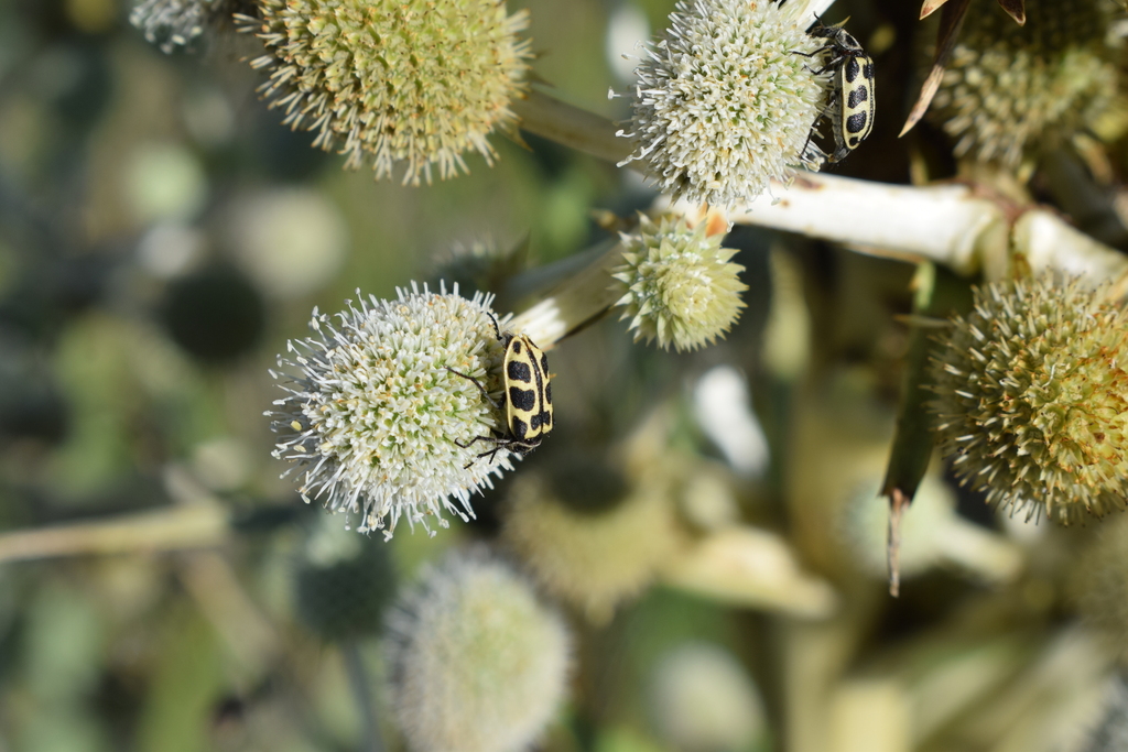 Spotted Maize Beetle from Las Colonias, Santa Fe, Argentina on February ...
