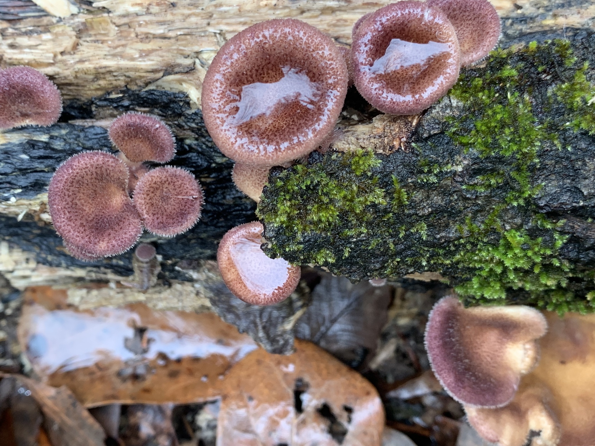 Panus neostrigosus Drechsler-Santos & Wartchow