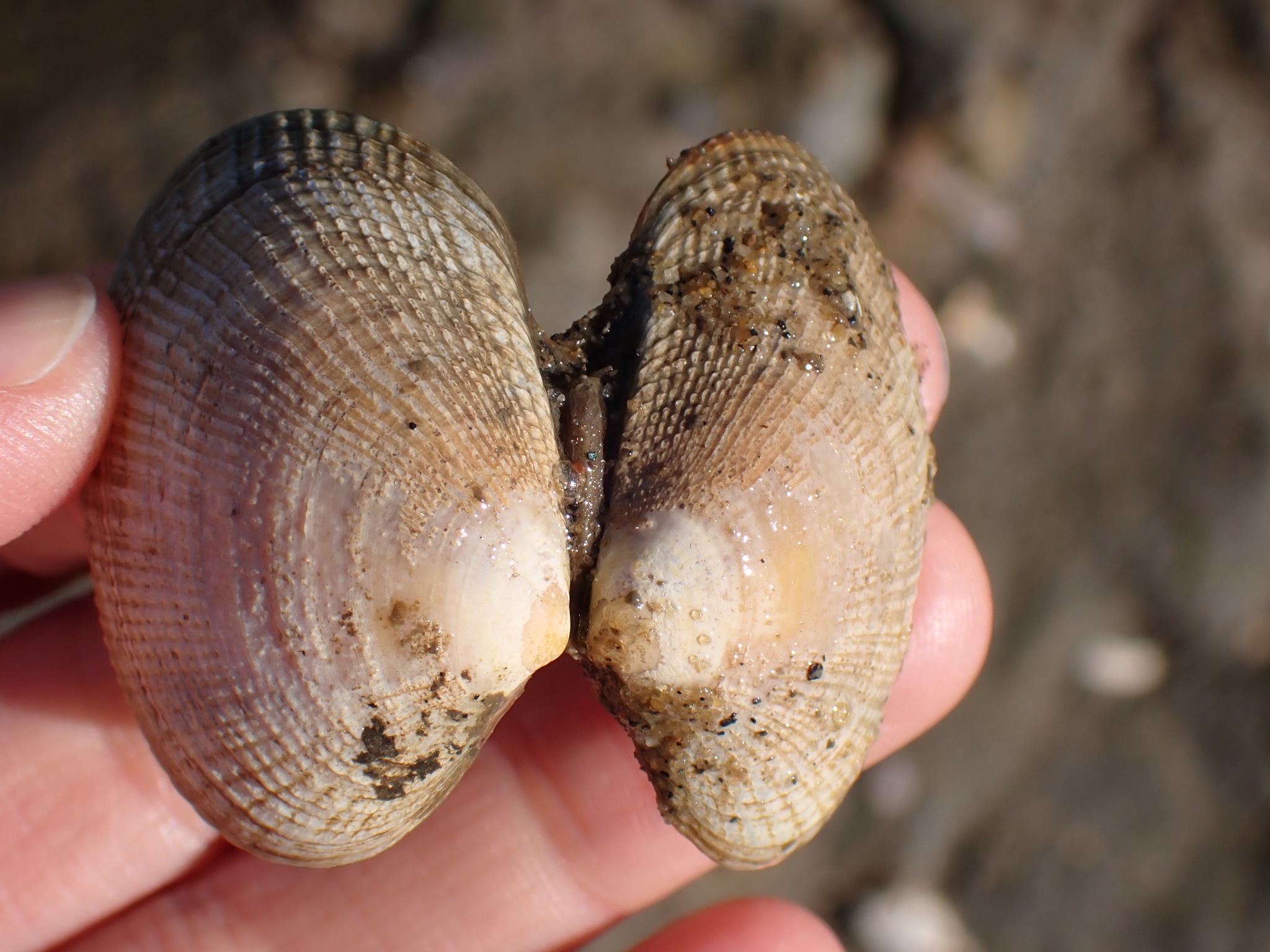 Ruditapes philippinarum (A.Adams & Reeve, 1850)