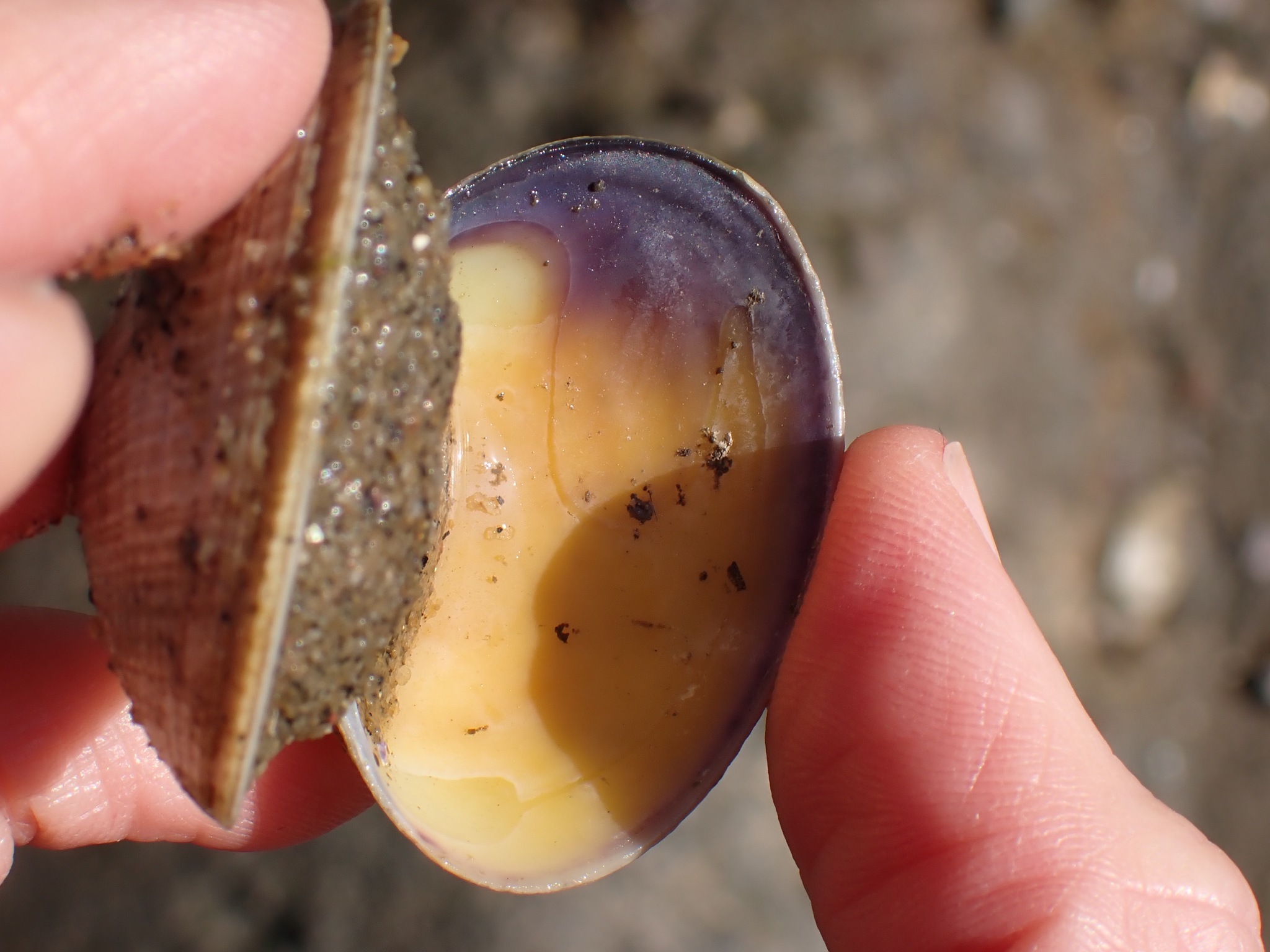 Ruditapes philippinarum (A.Adams & Reeve, 1850)