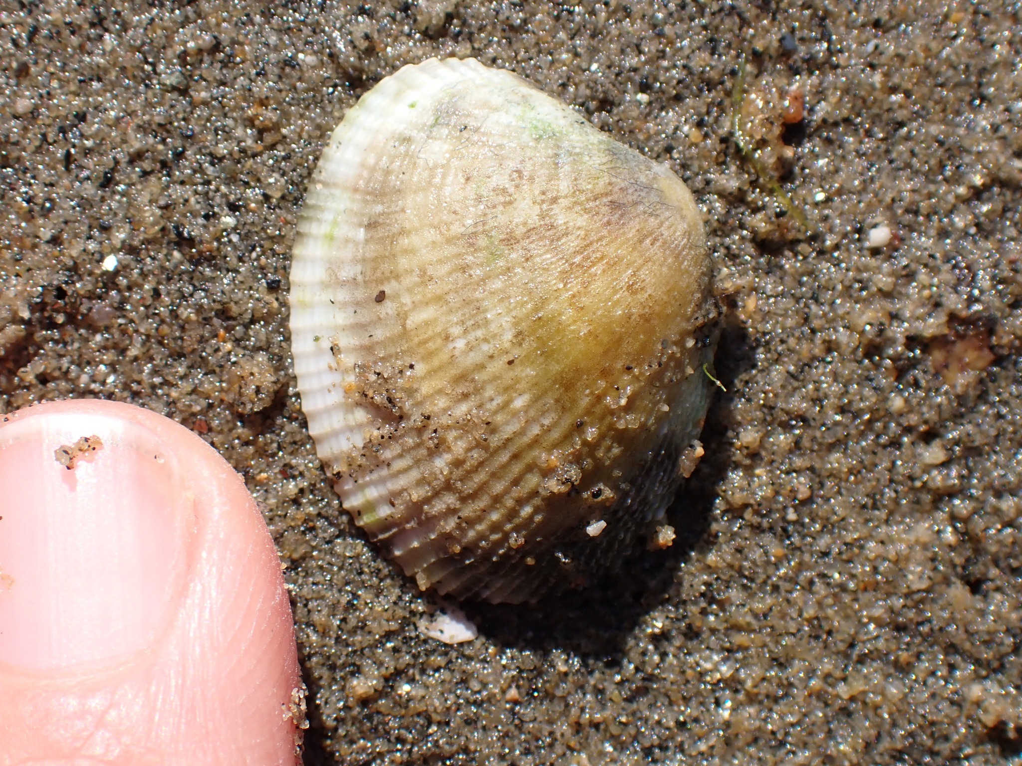 Ruditapes philippinarum (A.Adams & Reeve, 1850)