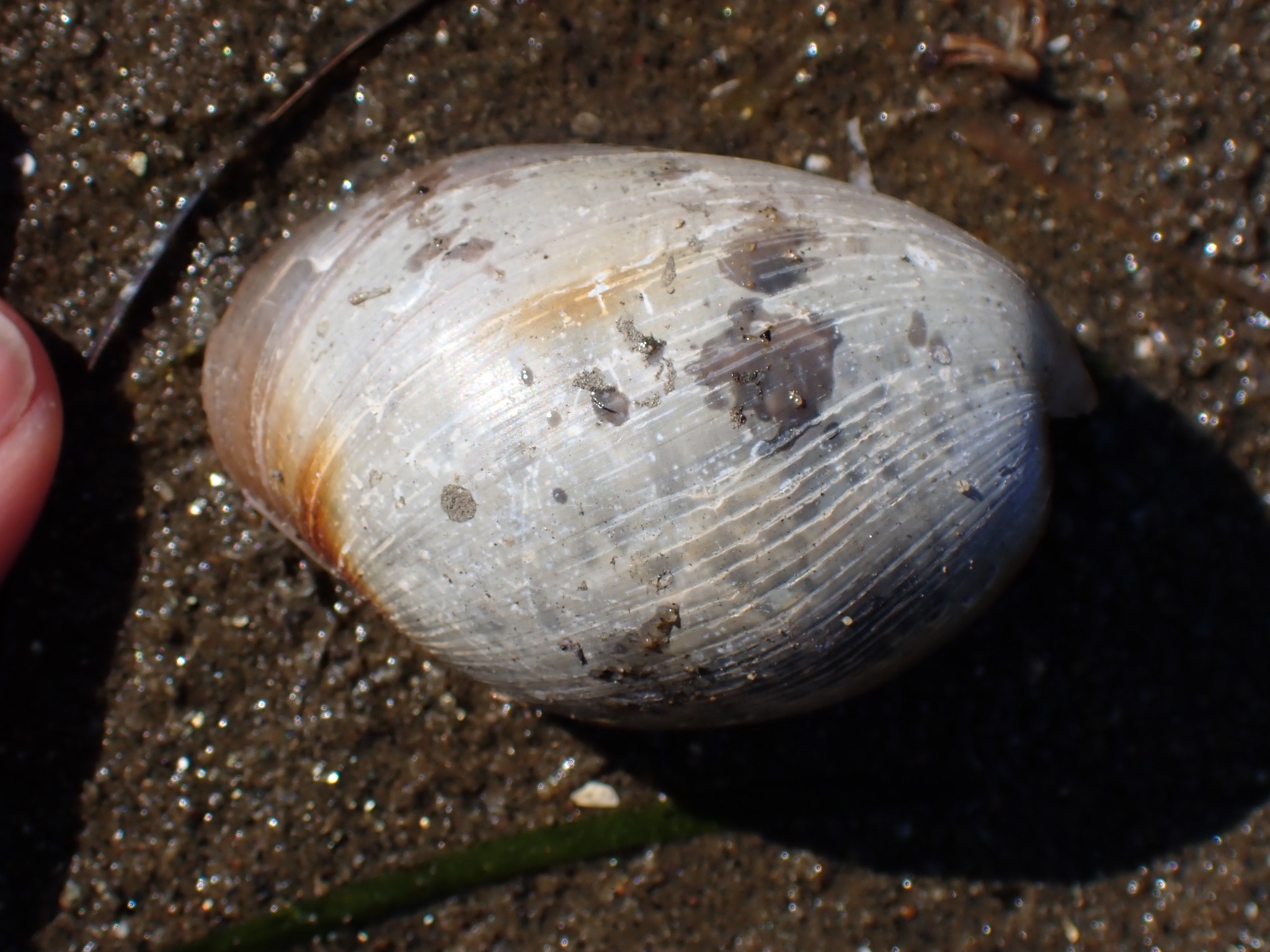 Bulla gouldiana Pilsbry, 1895