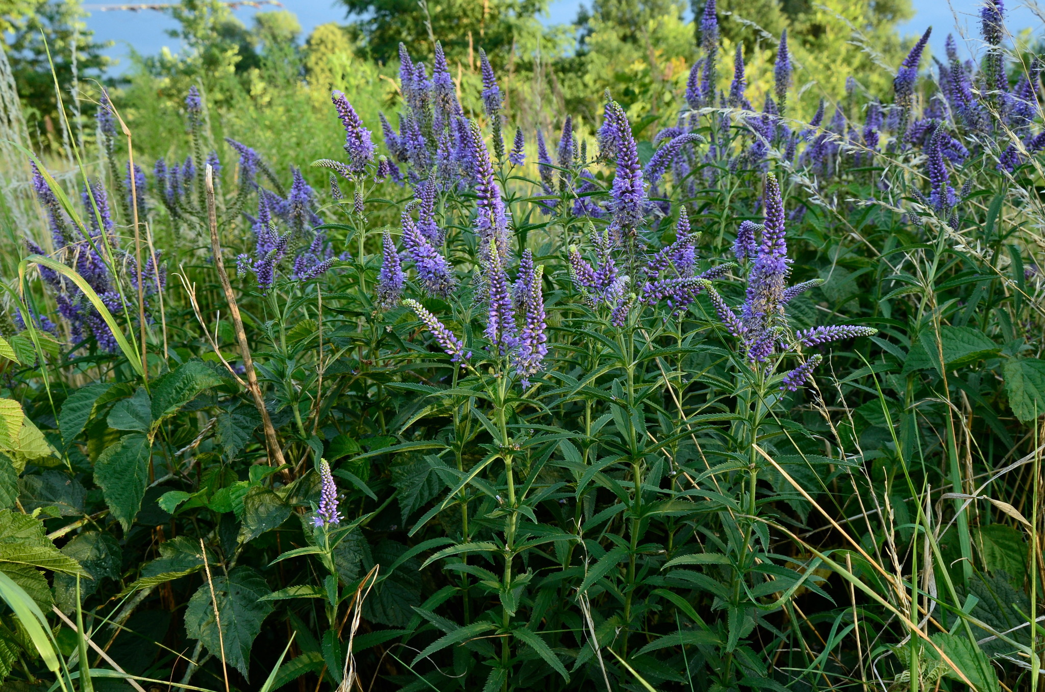 Veronica longifolia subsp. longifolia